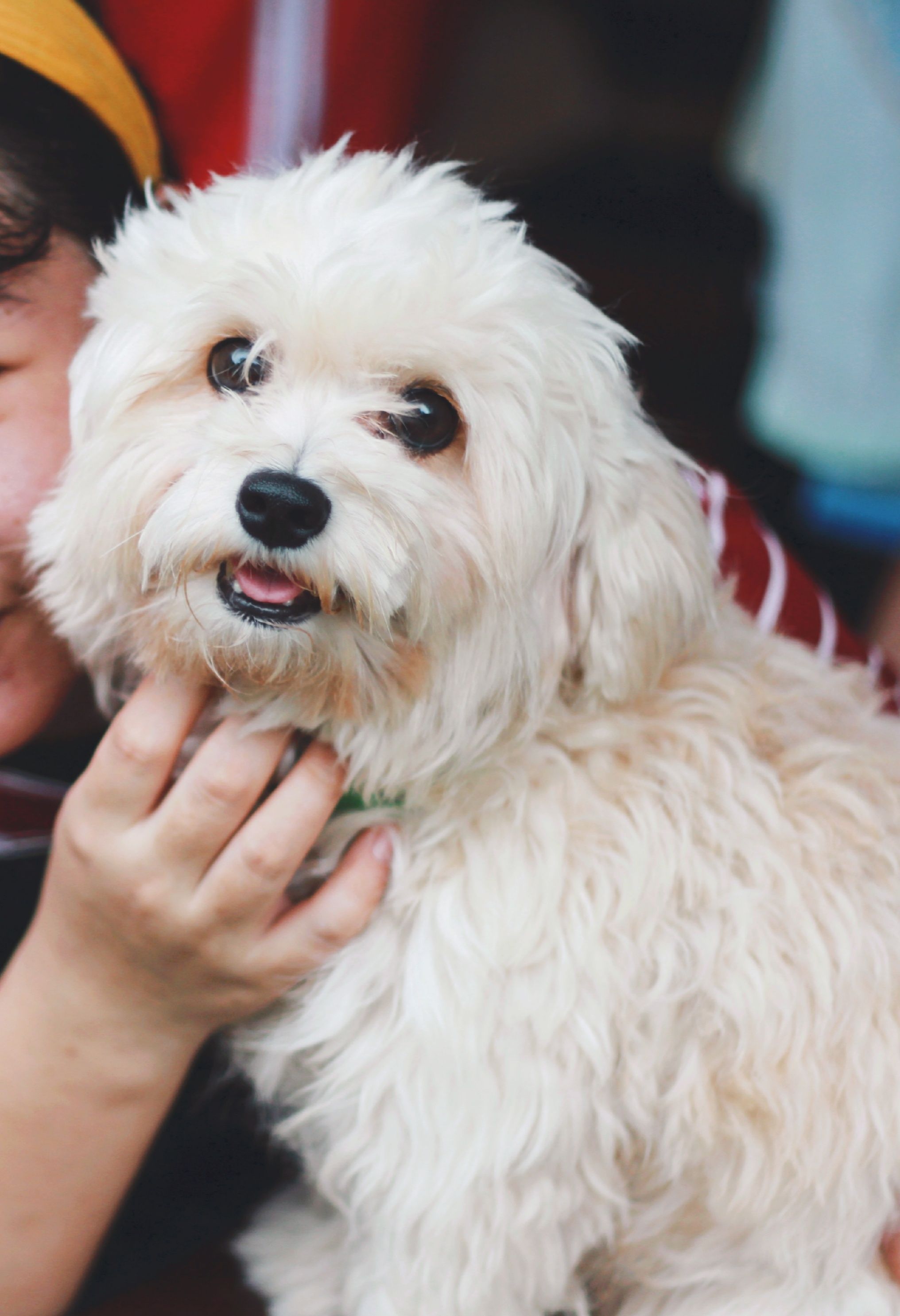 Dog Slum Photos, Download The BEST Free Dog Slum Stock Photos & HD Images