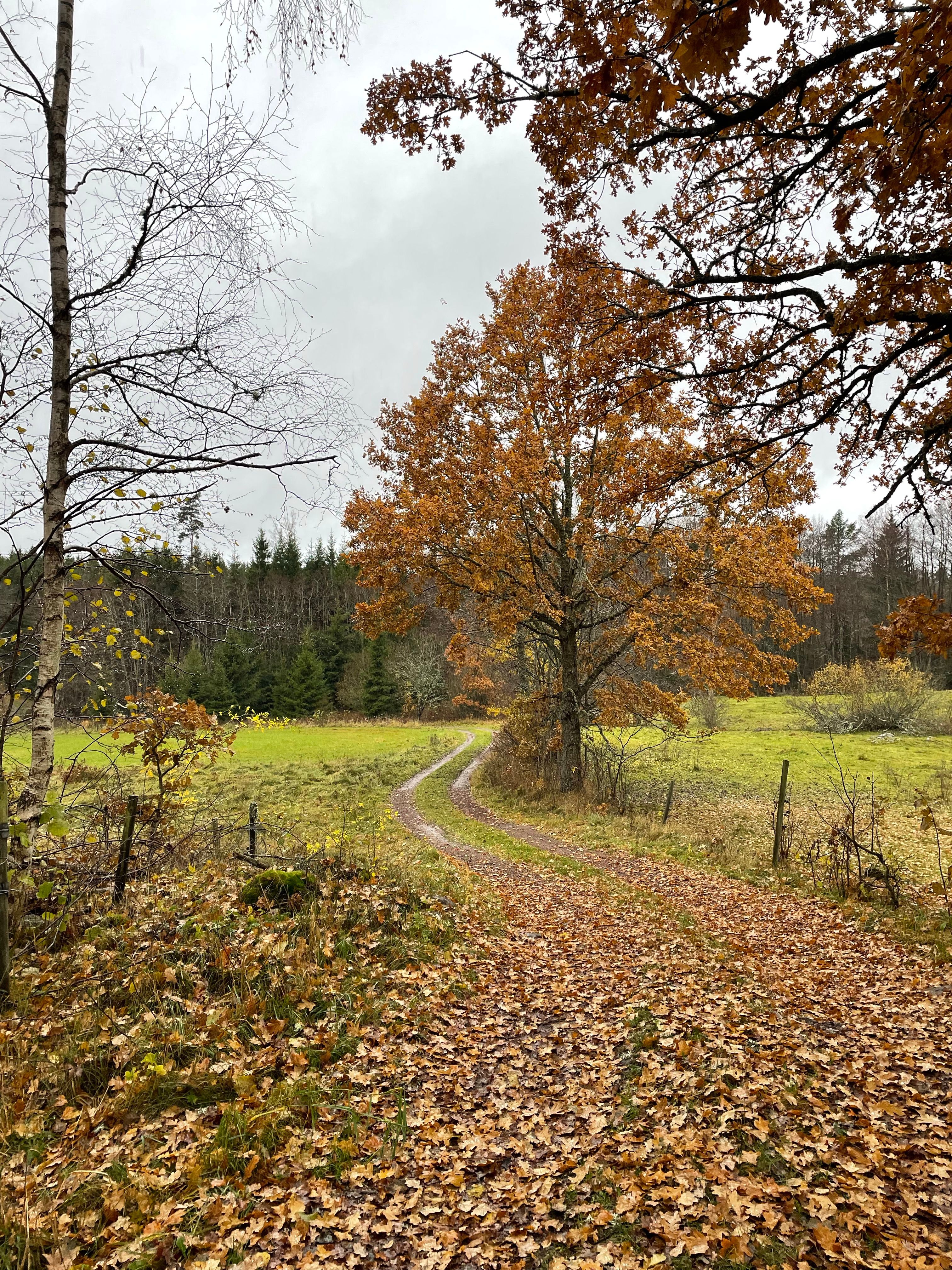 Autumnal Countryside Landscape with a Pathway between Fields · Free ...