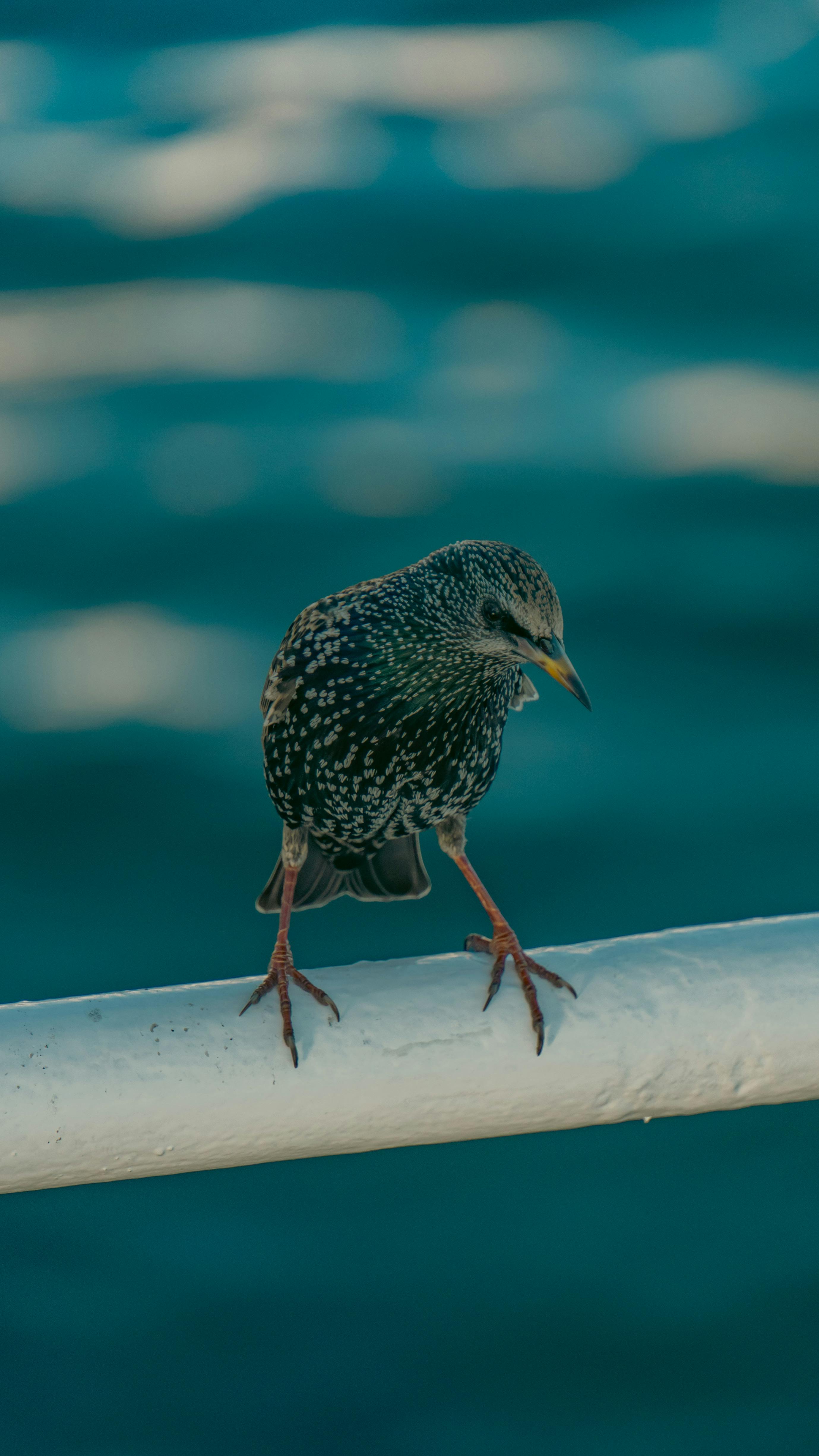 Close-up of a Starling Sitting on the Railing · Free Stock Photo