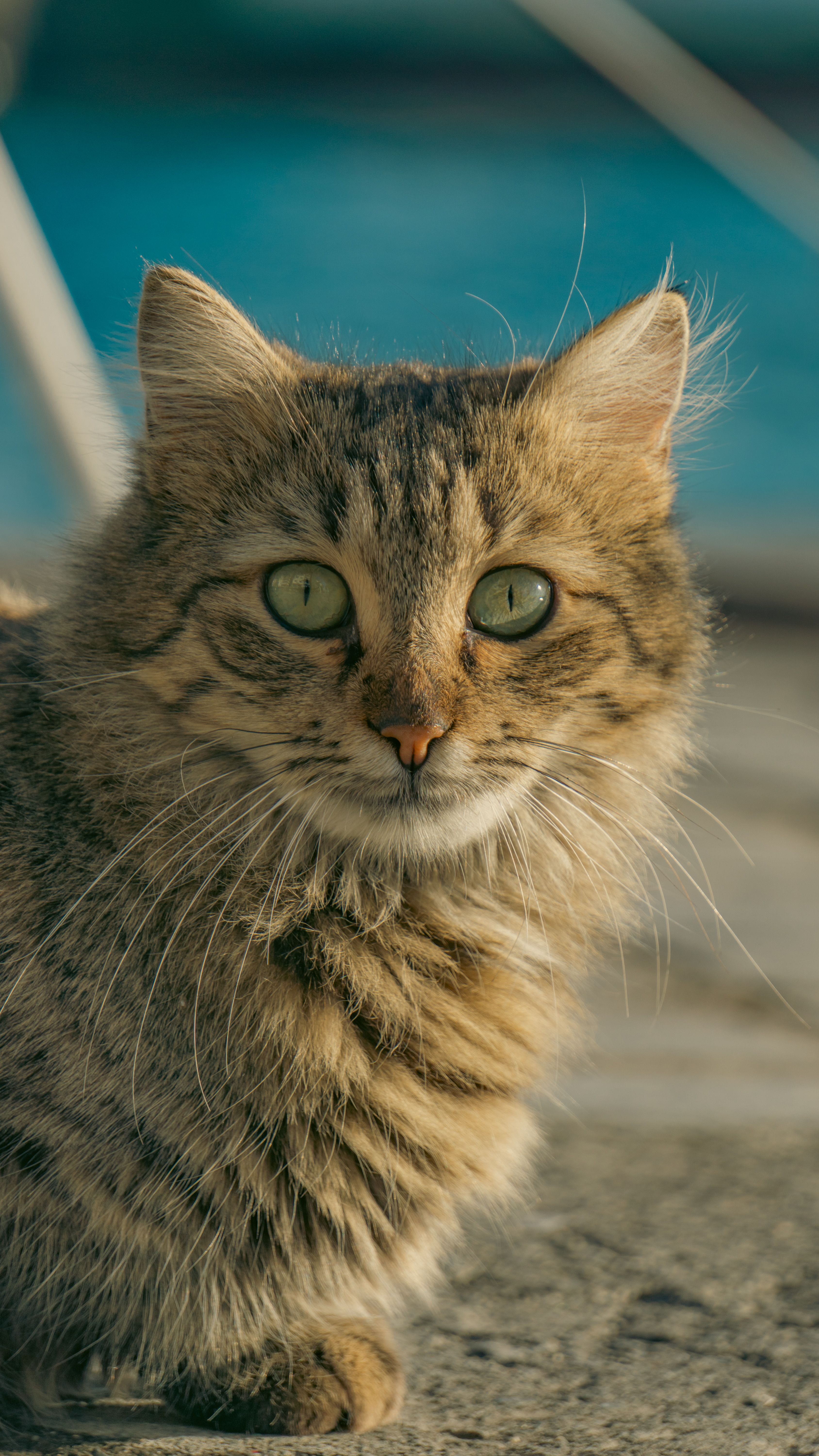 Photo of a Furry Cat Staring at the Camera · Free Stock Photo