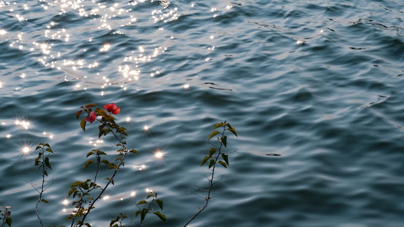 Water Flower Wallpaper Photos, Download The BEST Free Water Flower ...