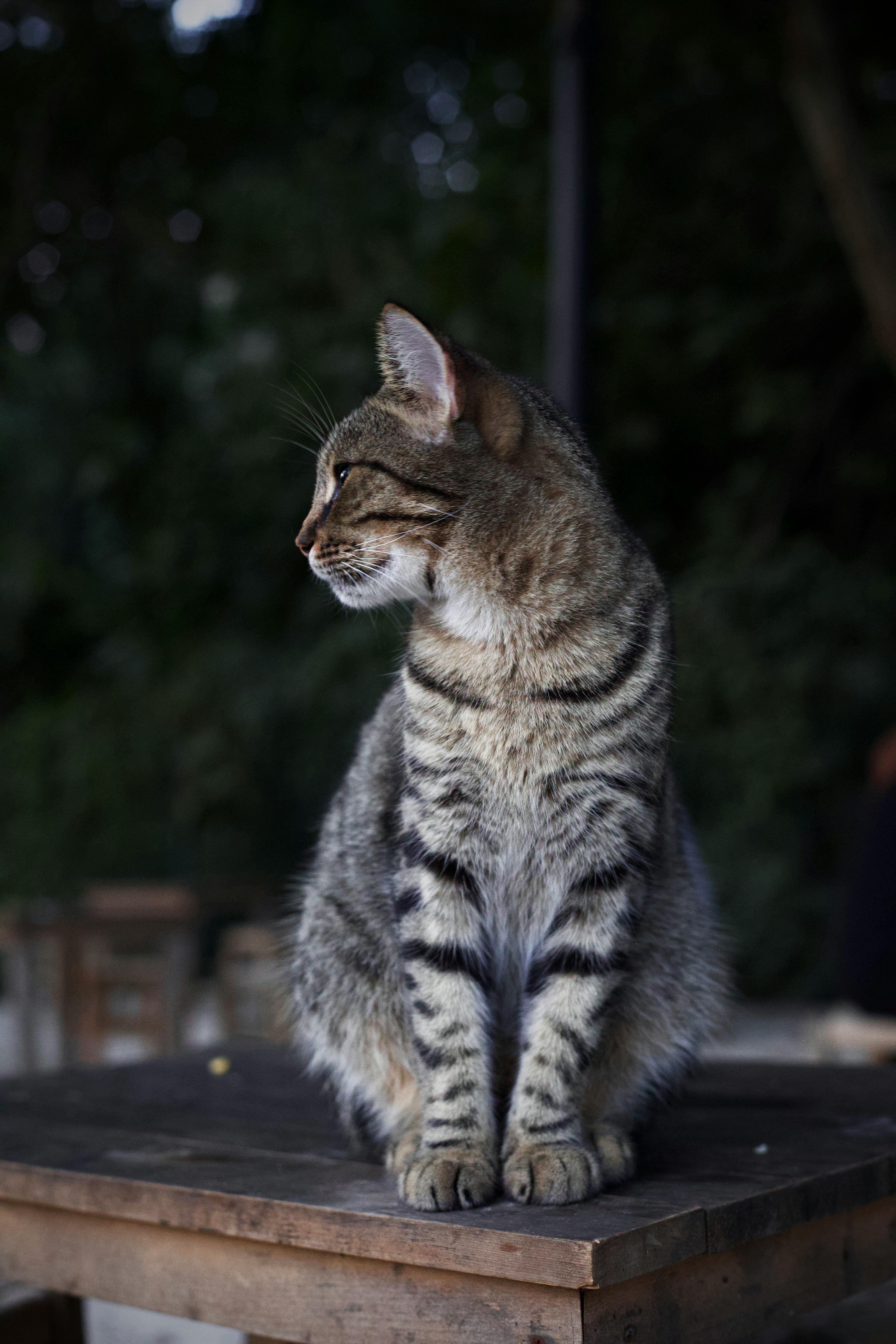 Little Cat Sitting on a Street · Free Stock Photo