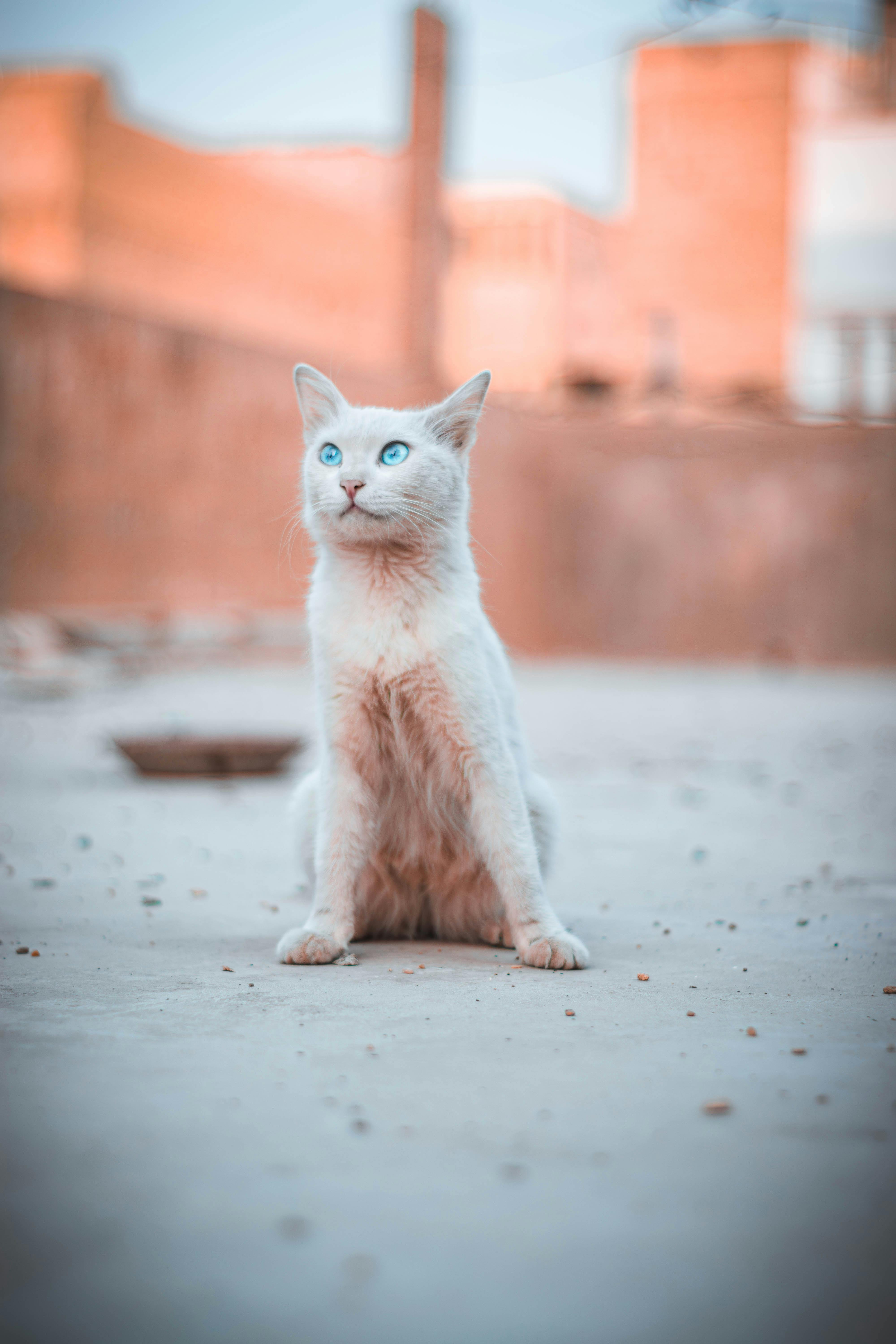 Small Rooster Photos, Download The BEST Free Small Rooster Stock Photos ...