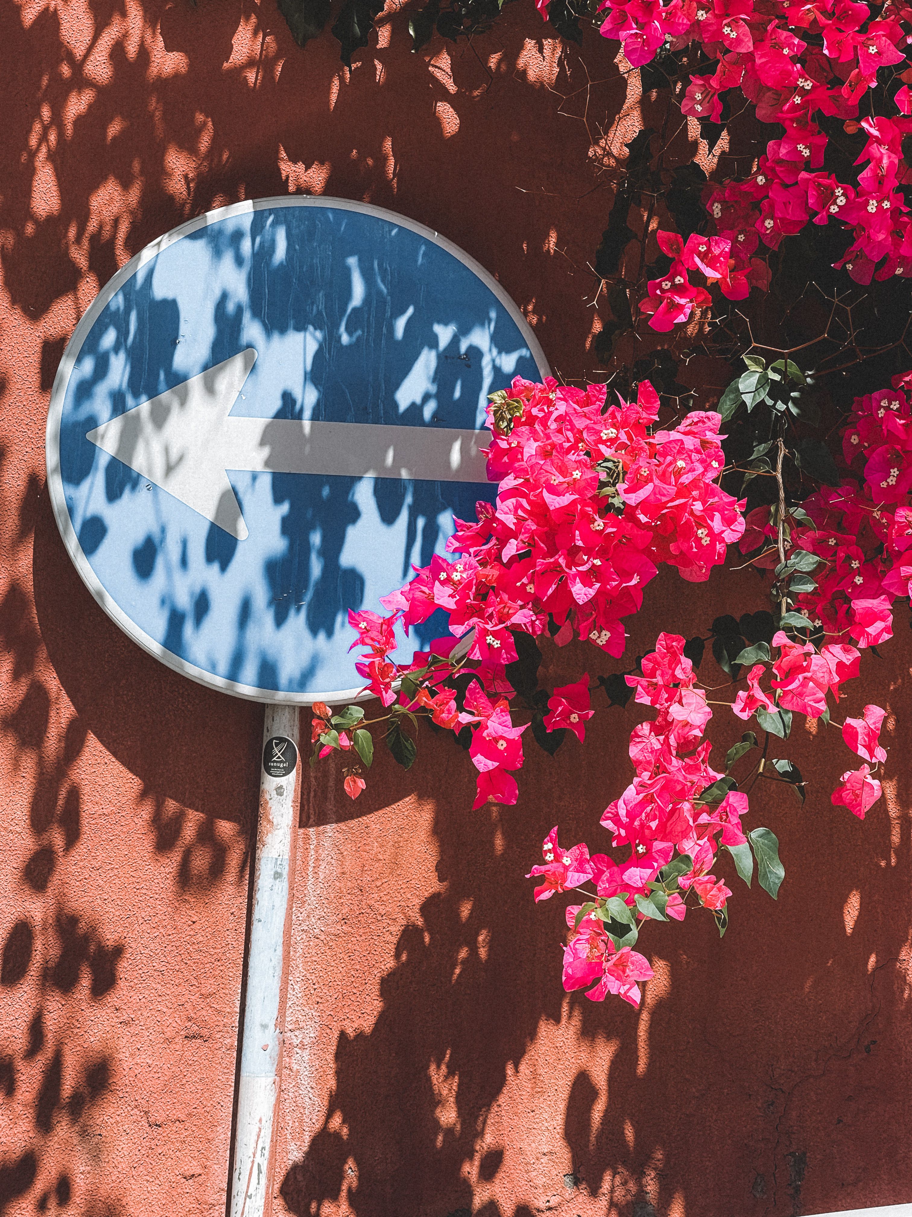 Pink Flowers Next to a Blue Street Sign · Free Stock Photo