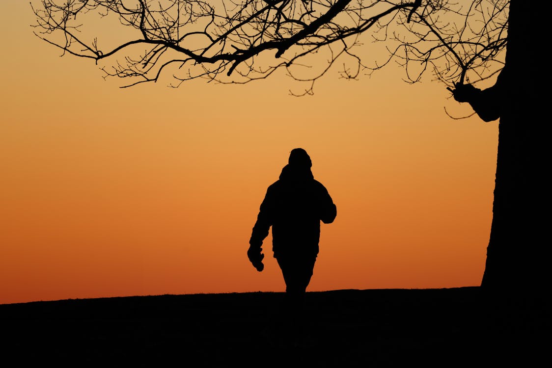 Foto Profissional Gratuita De Andando árvore Manhã Nascer Do Sol