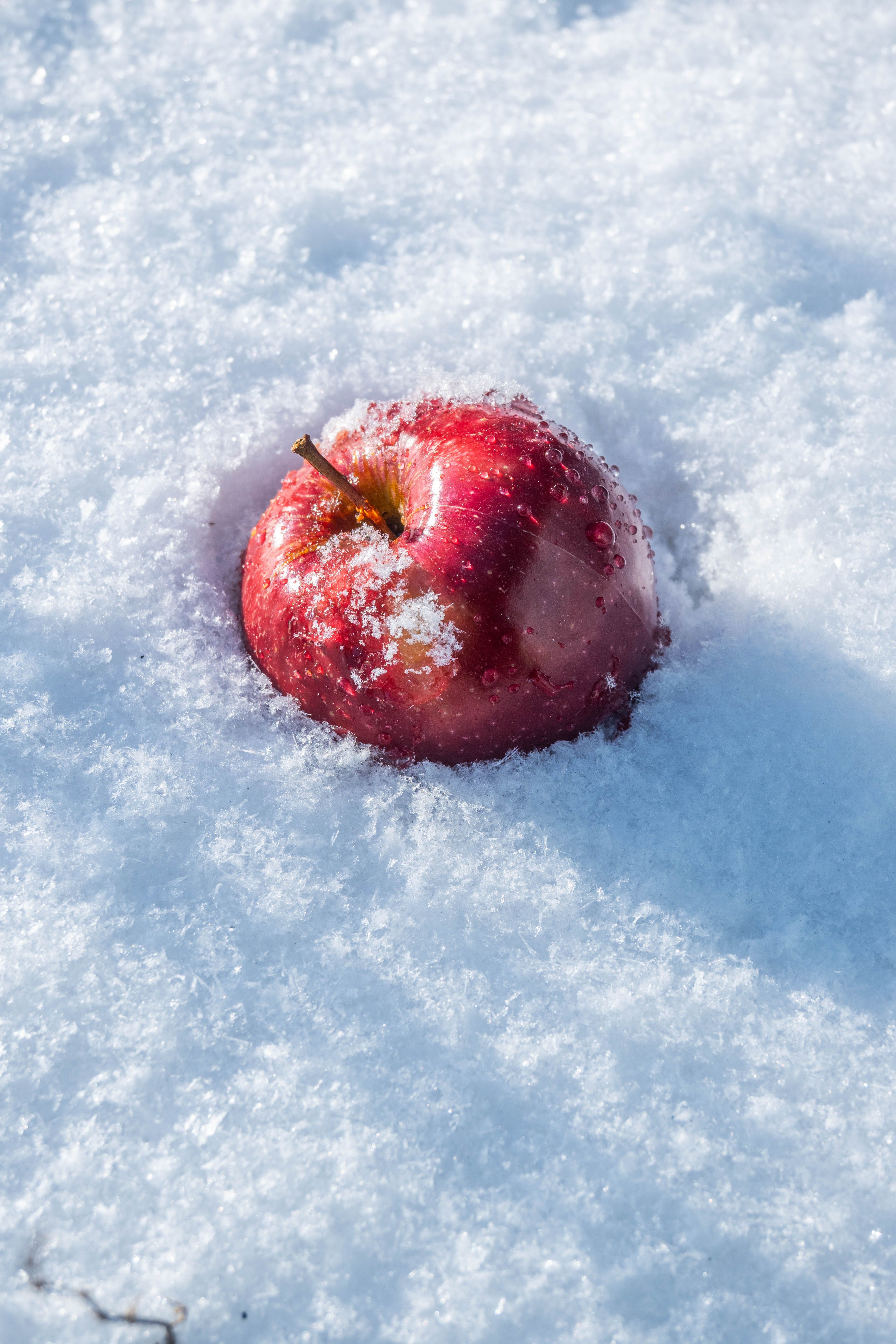 Apple on Snow · Free Stock Photo