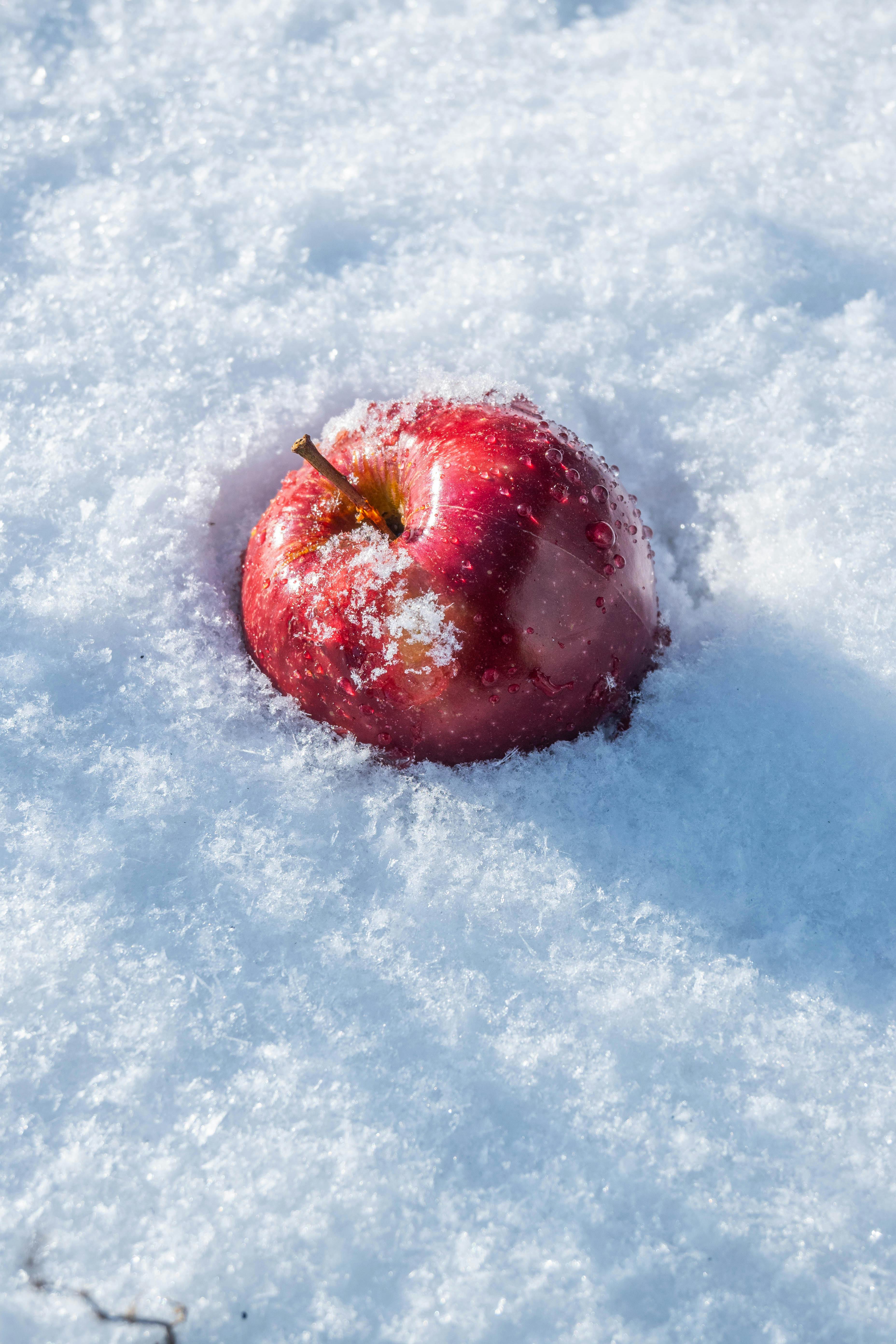 Apple on Snow · Free Stock Photo