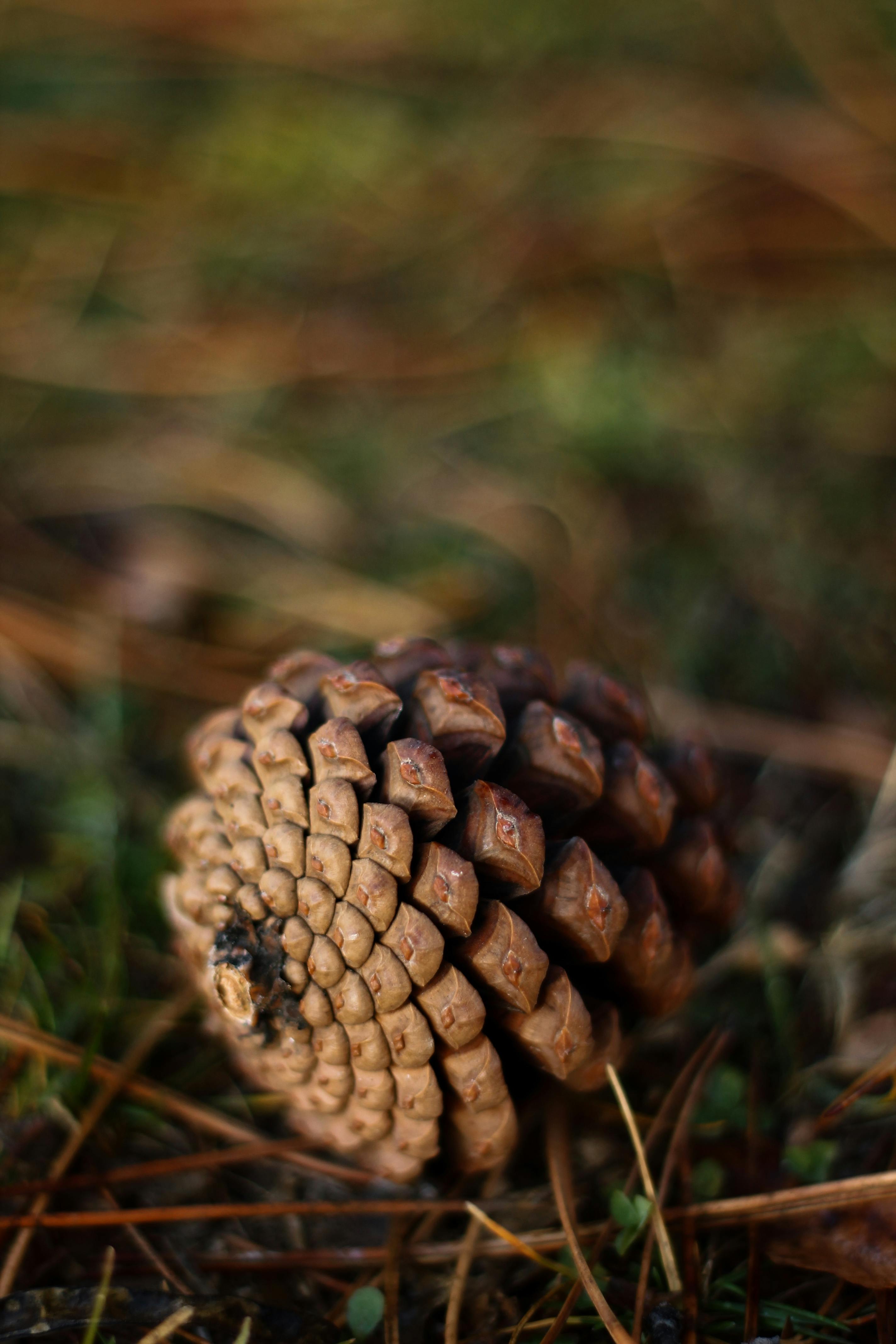 Brown Cone on Ground · Free Stock Photo