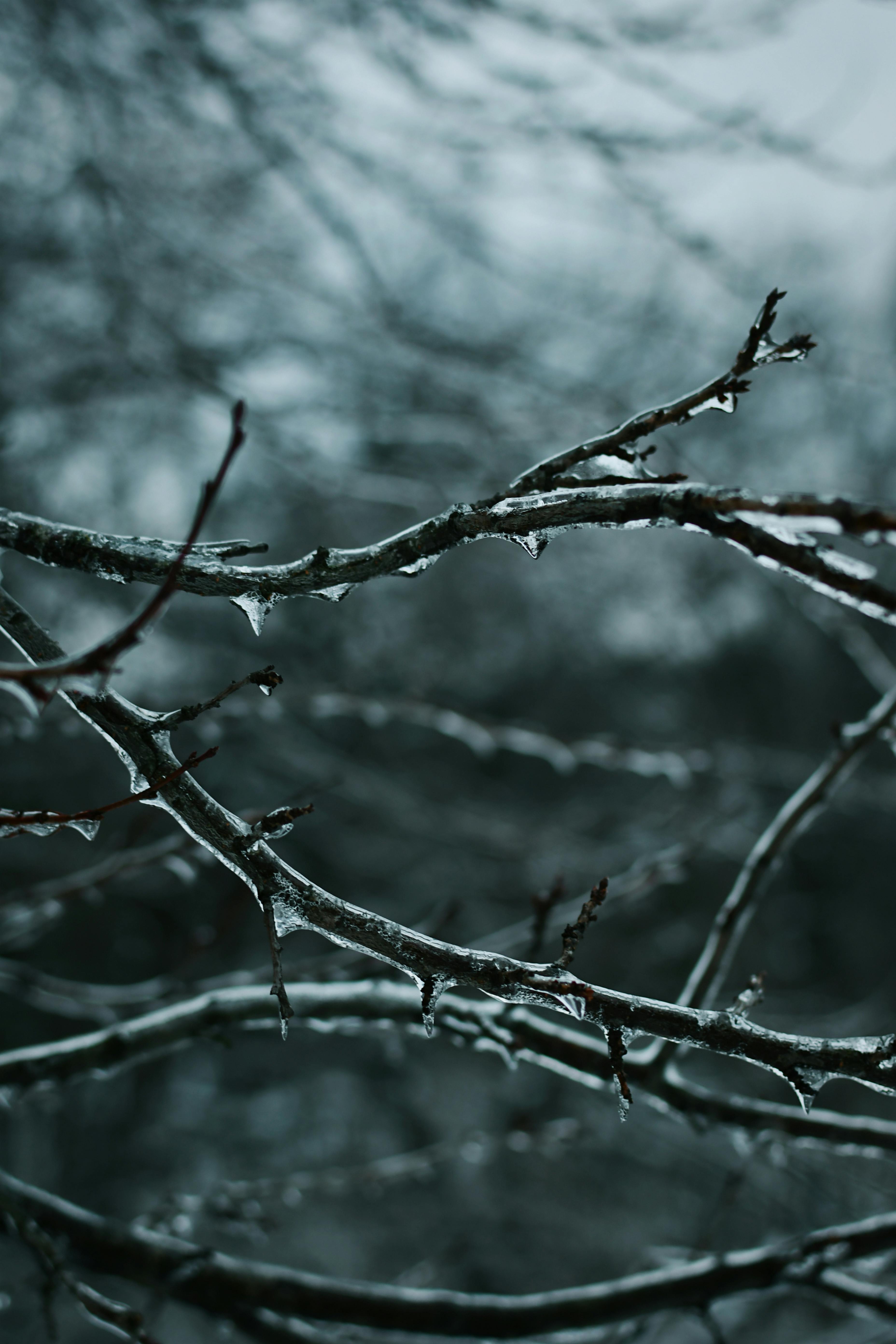 Ice on Branches in Winter · Free Stock Photo