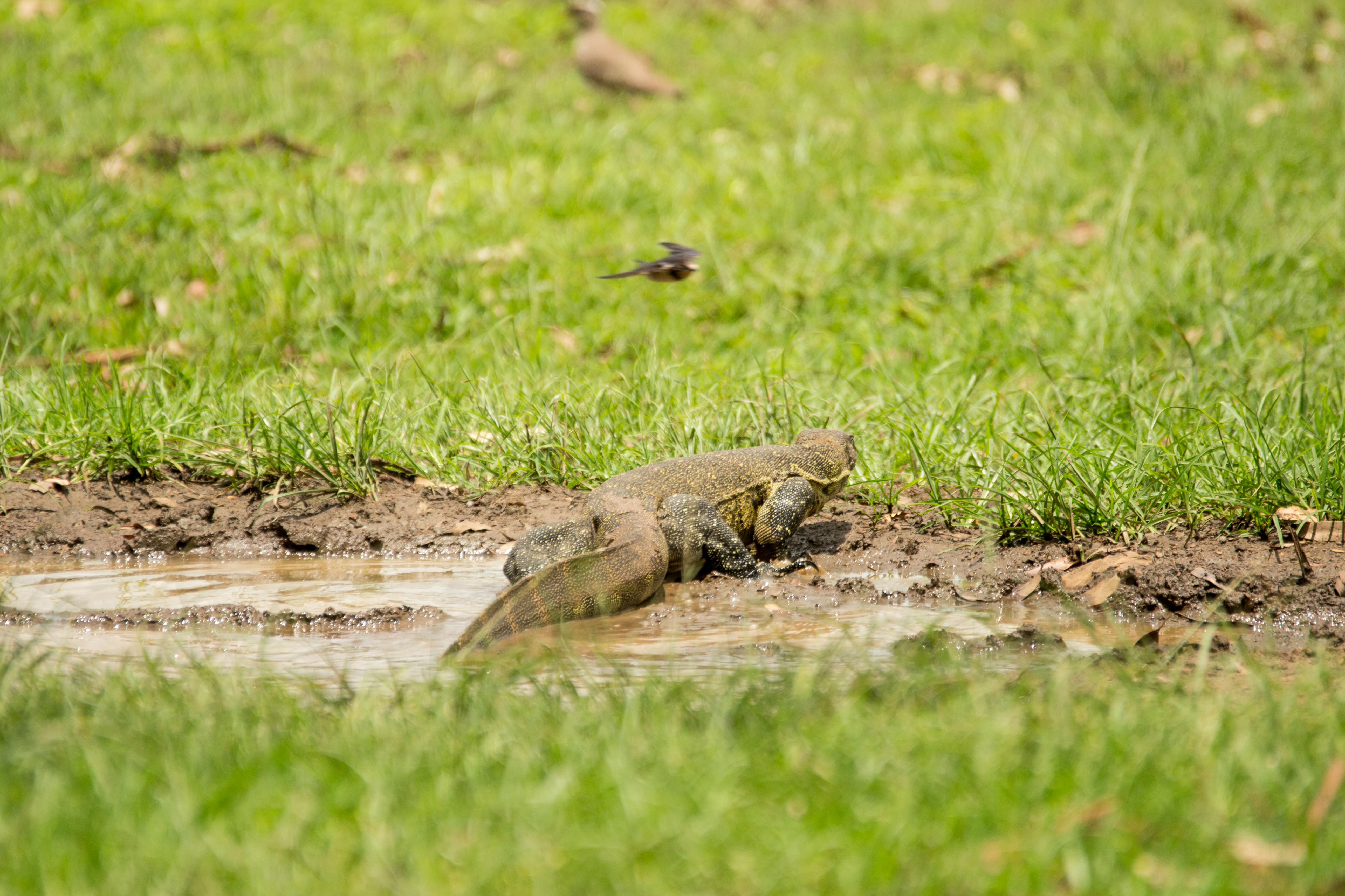 Cuban Lizard Photos, Download The BEST Free Cuban Lizard Stock Photos ...