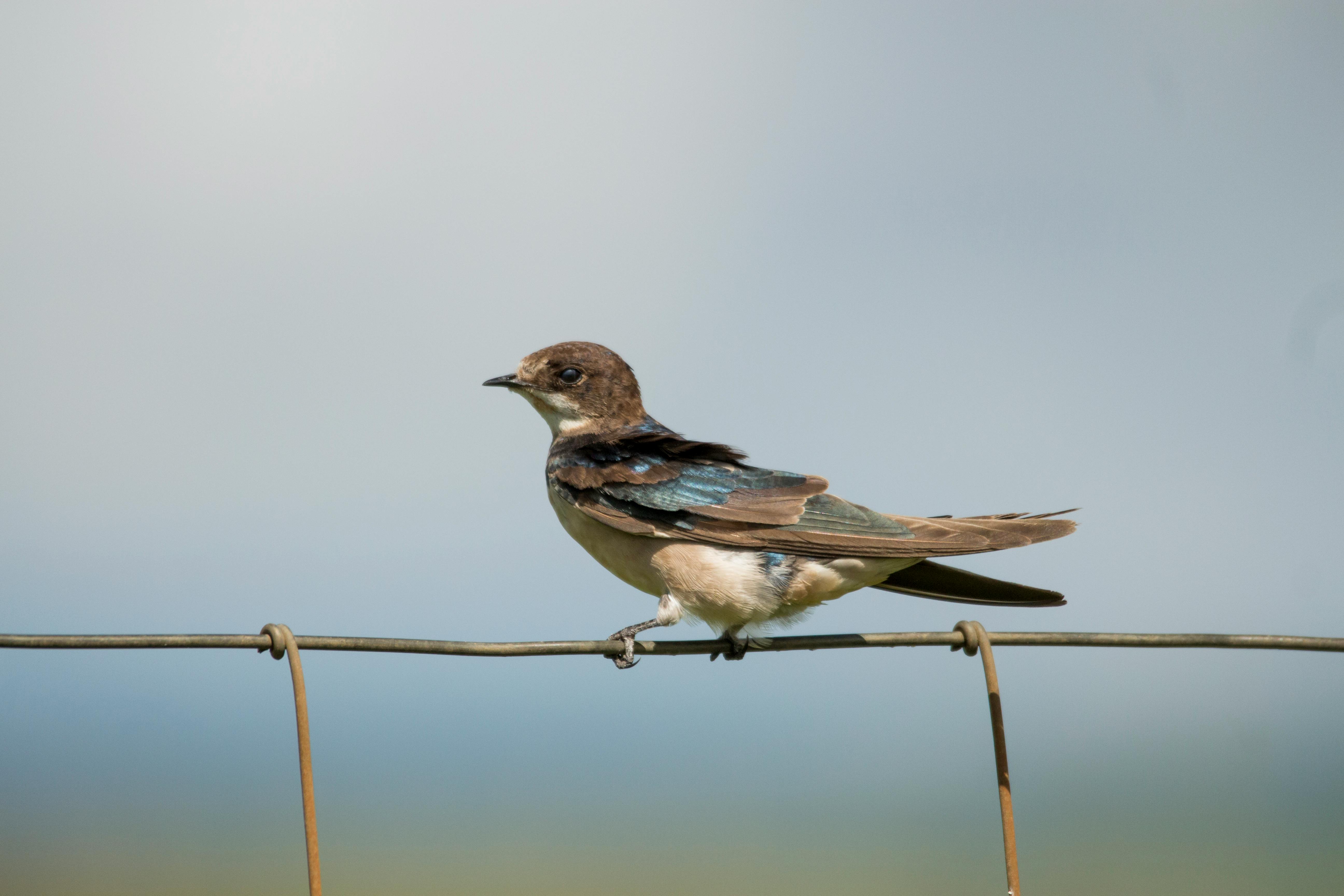 Brown Sparrow Bird on Cable Wire · Free Stock Photo