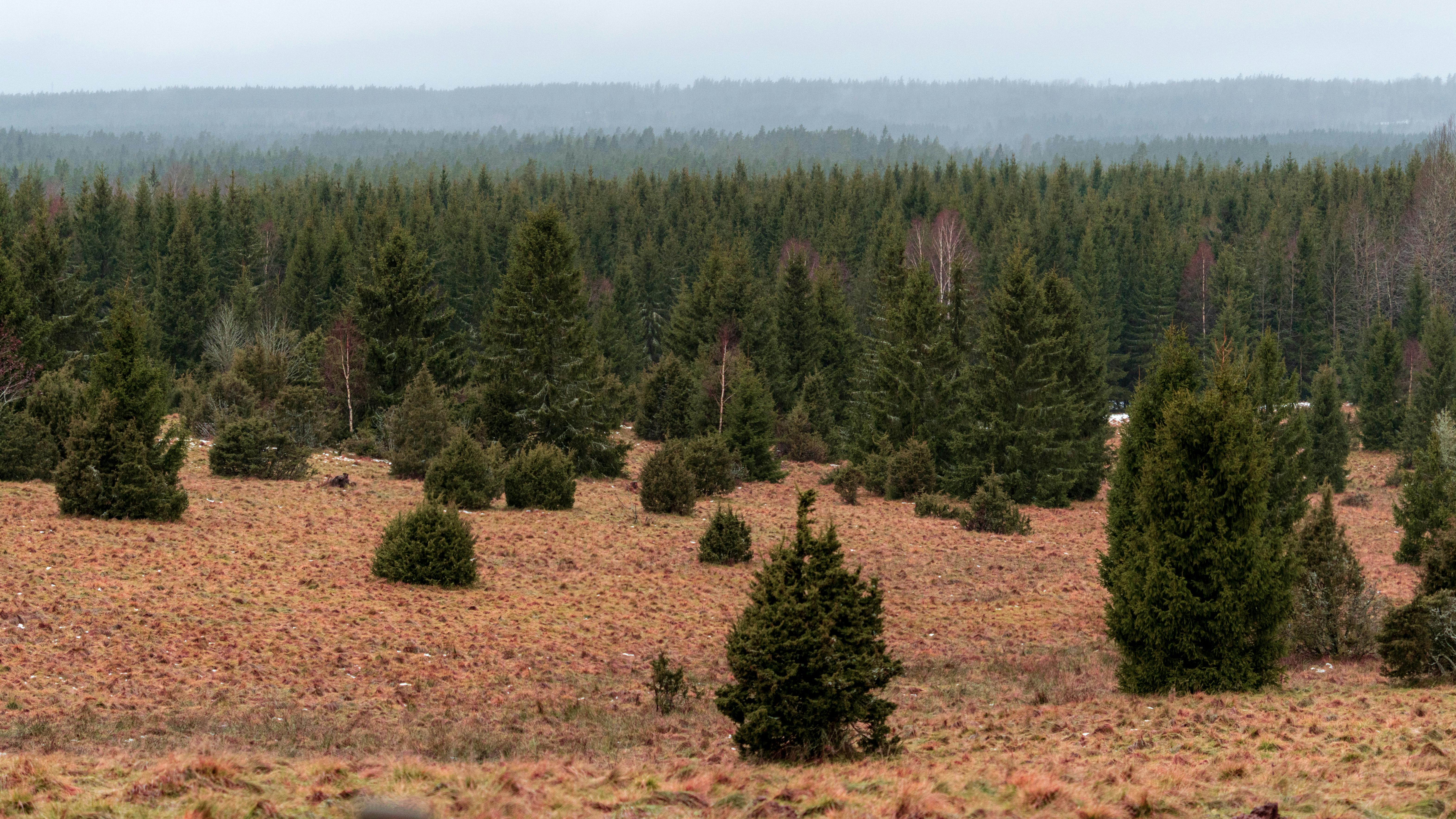 Plain Forest Photos, Download The BEST Free Plain Forest Stock Photos ...