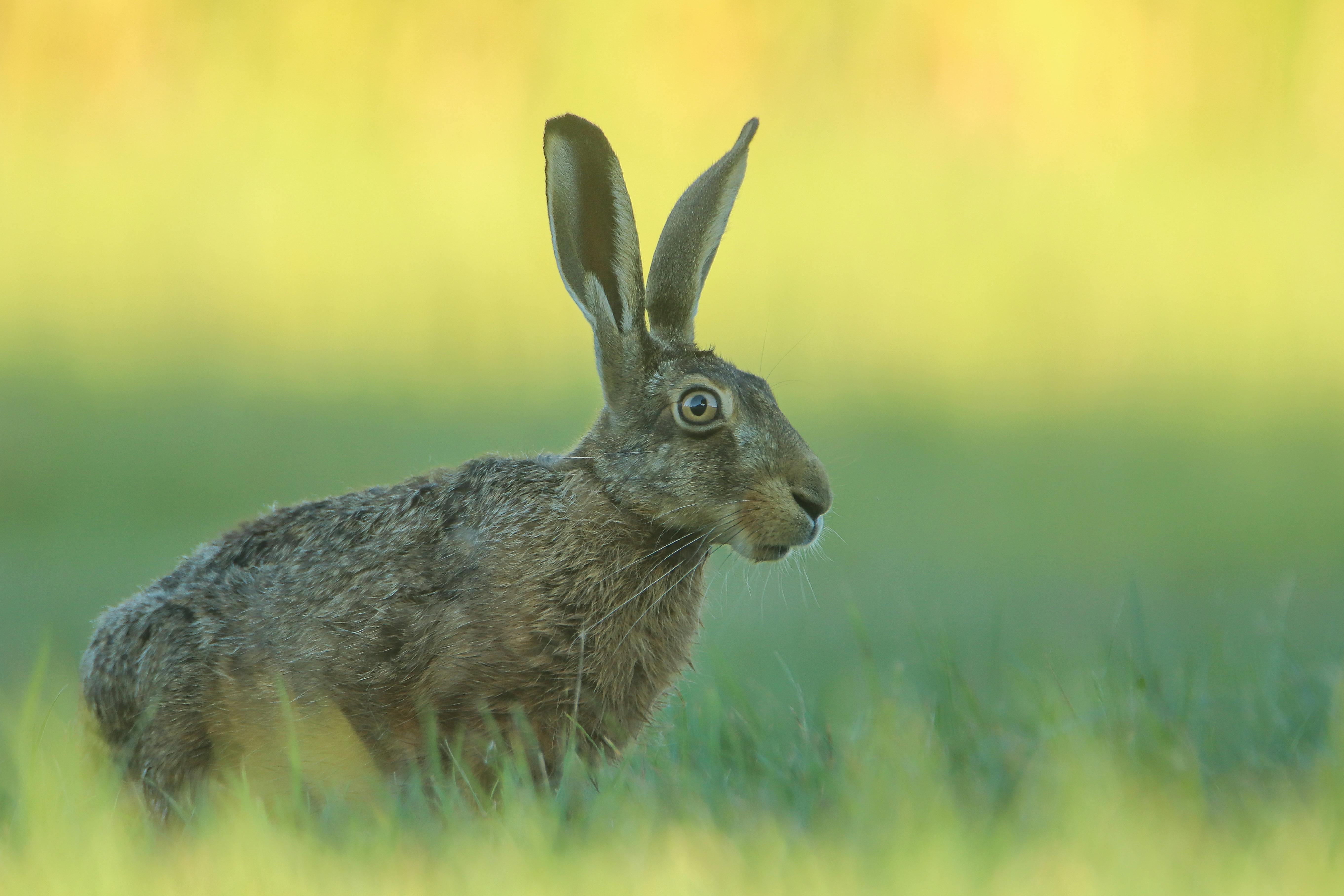 Rabbit on Grass · Free Stock Photo