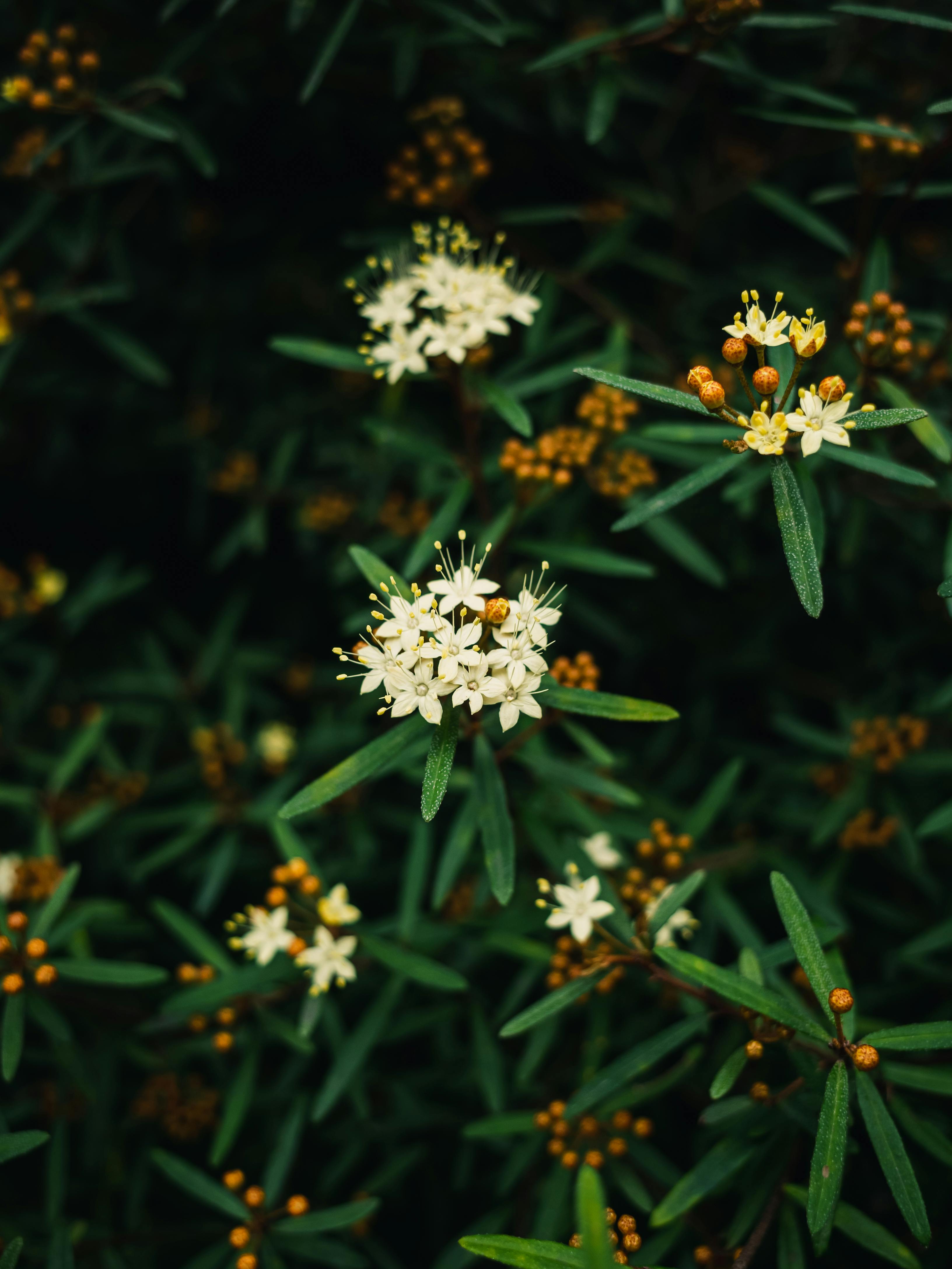 Australian Bush Photos, Download The BEST Free Australian Bush Stock ...