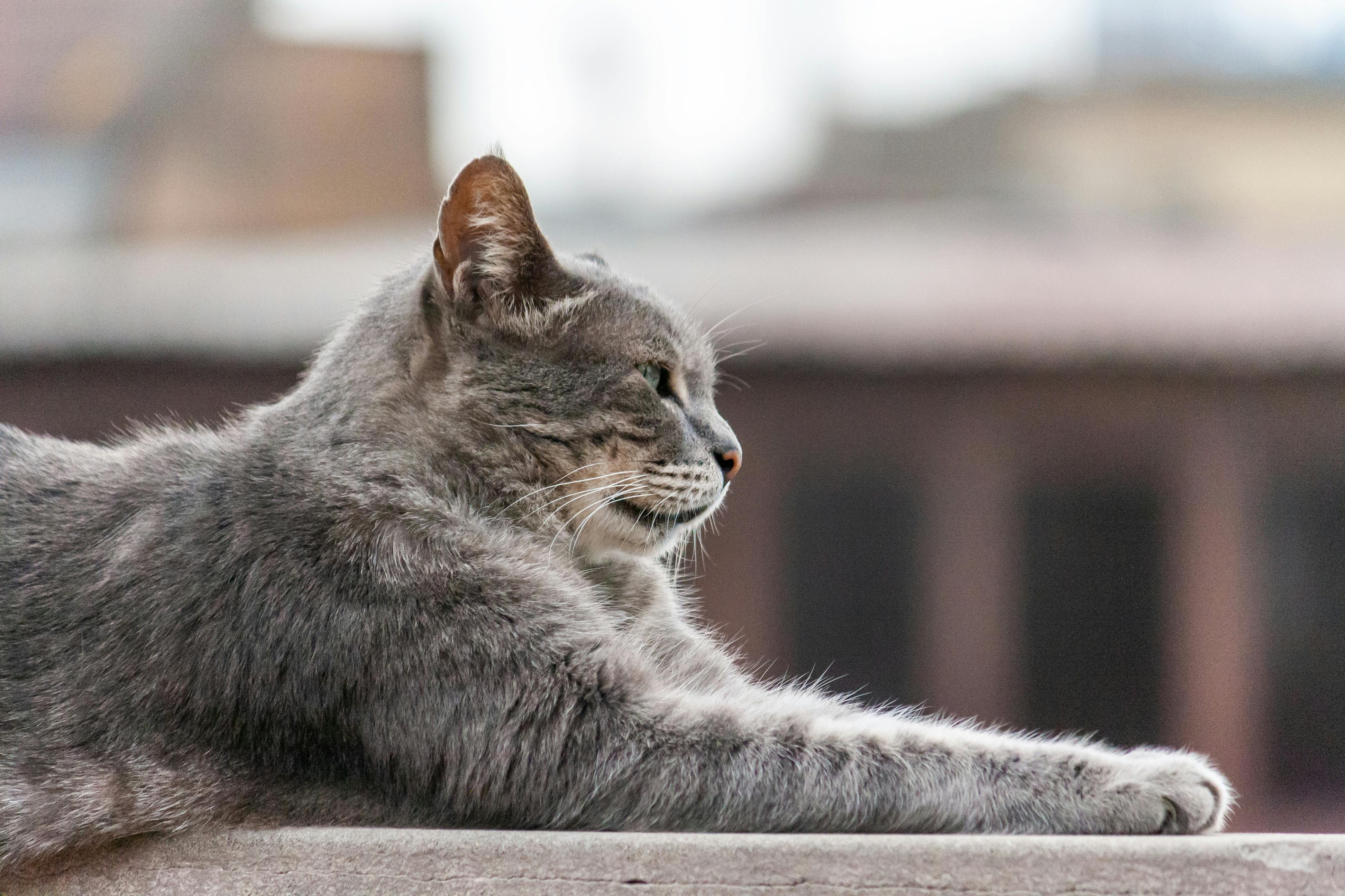 Grey Pfp Photos, Download The BEST Free Grey Pfp Stock Photos & HD Images