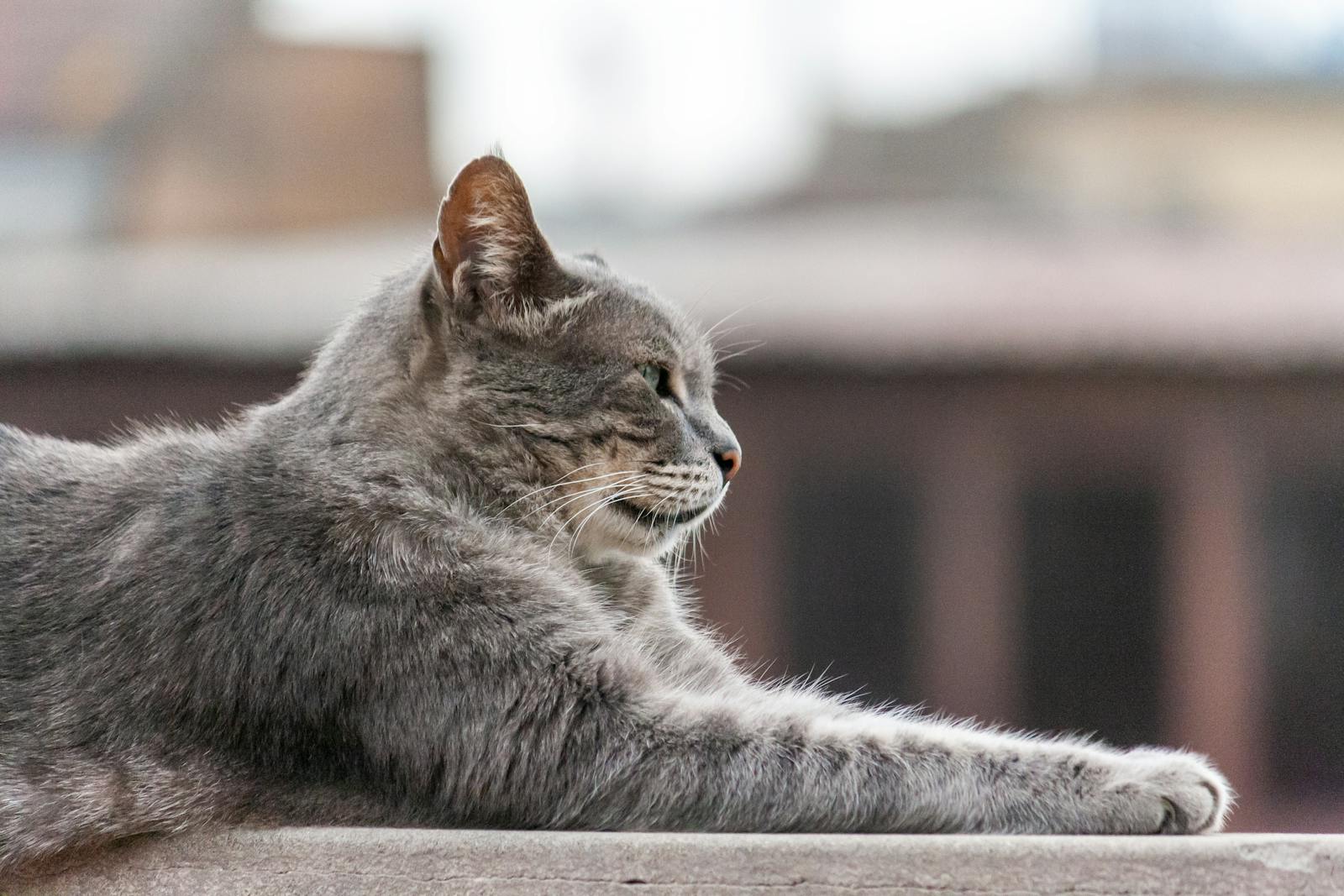 Grey Pfp Photos, Download The BEST Free Grey Pfp Stock Photos & HD Images