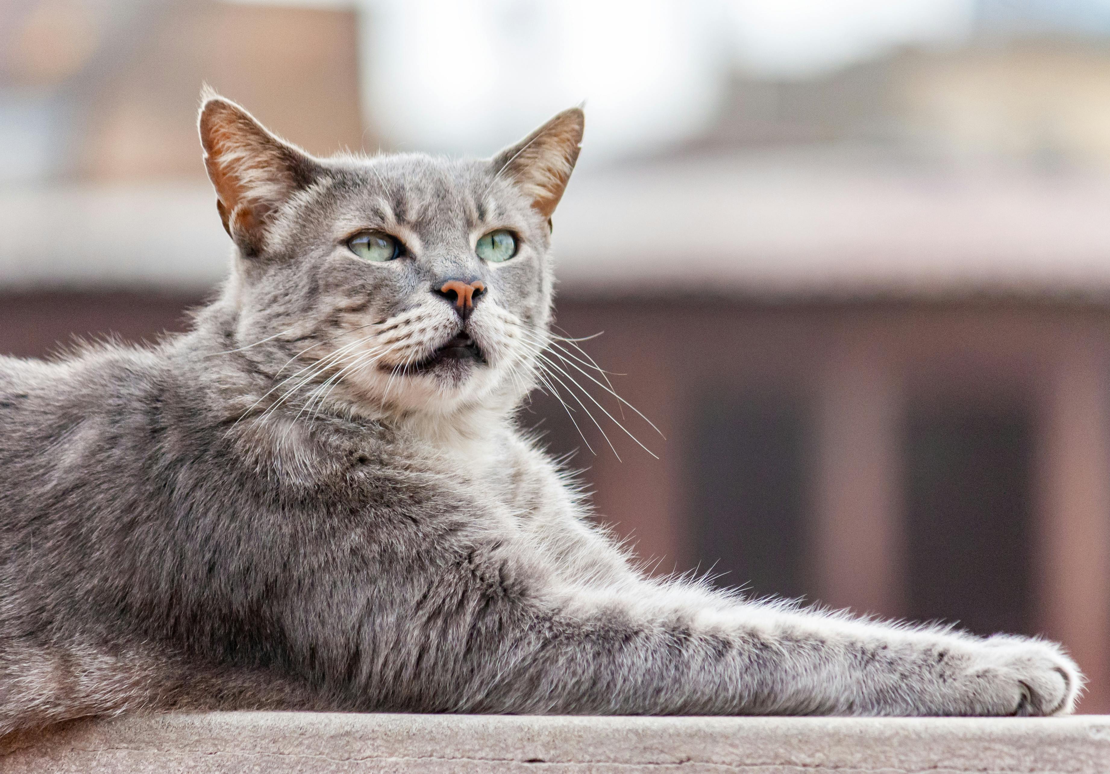 Gray Cat with Gray Eyes Looking Up · Free Stock Photo