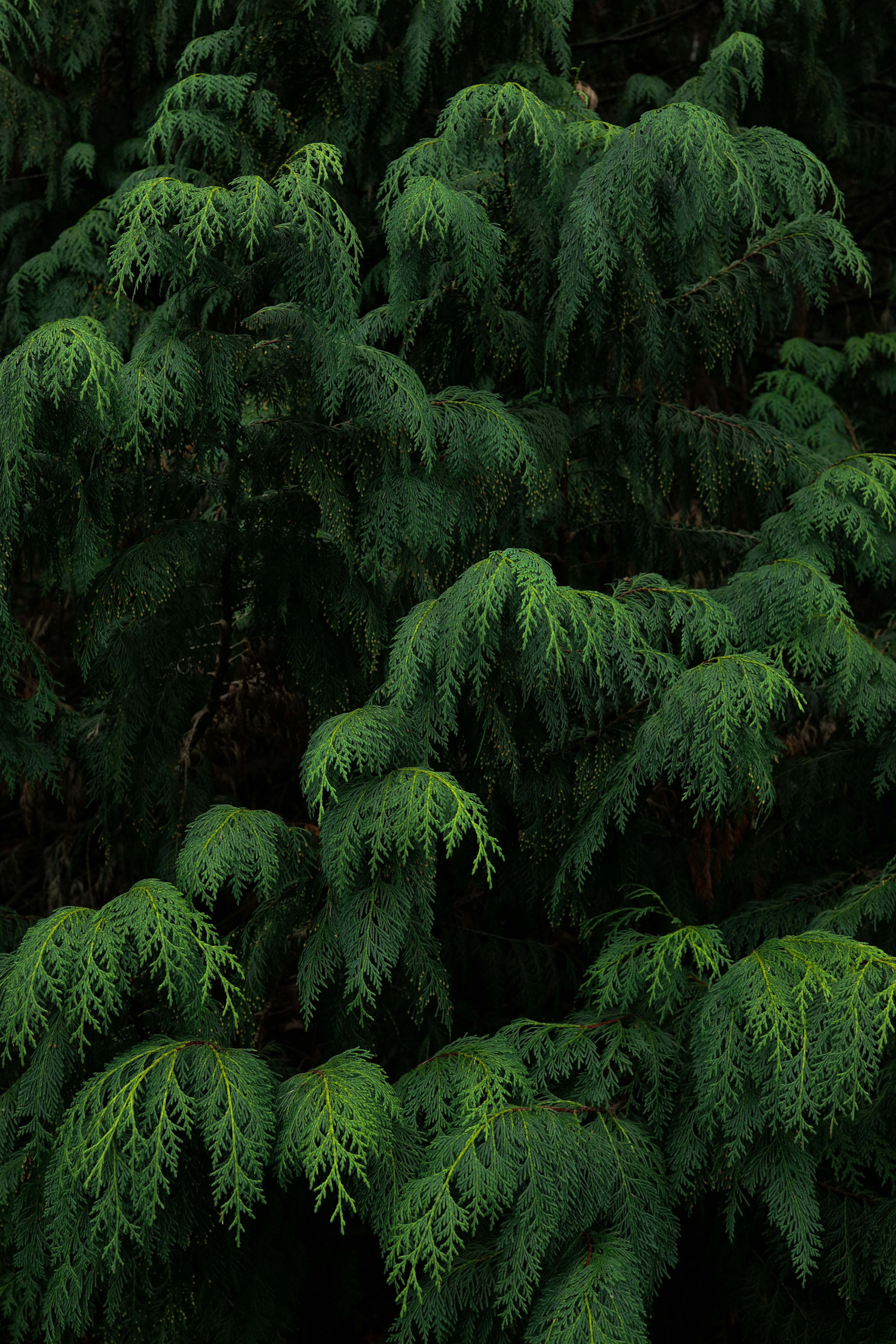 Close Up of a Lawson Cypress Tree · Free Stock Photo