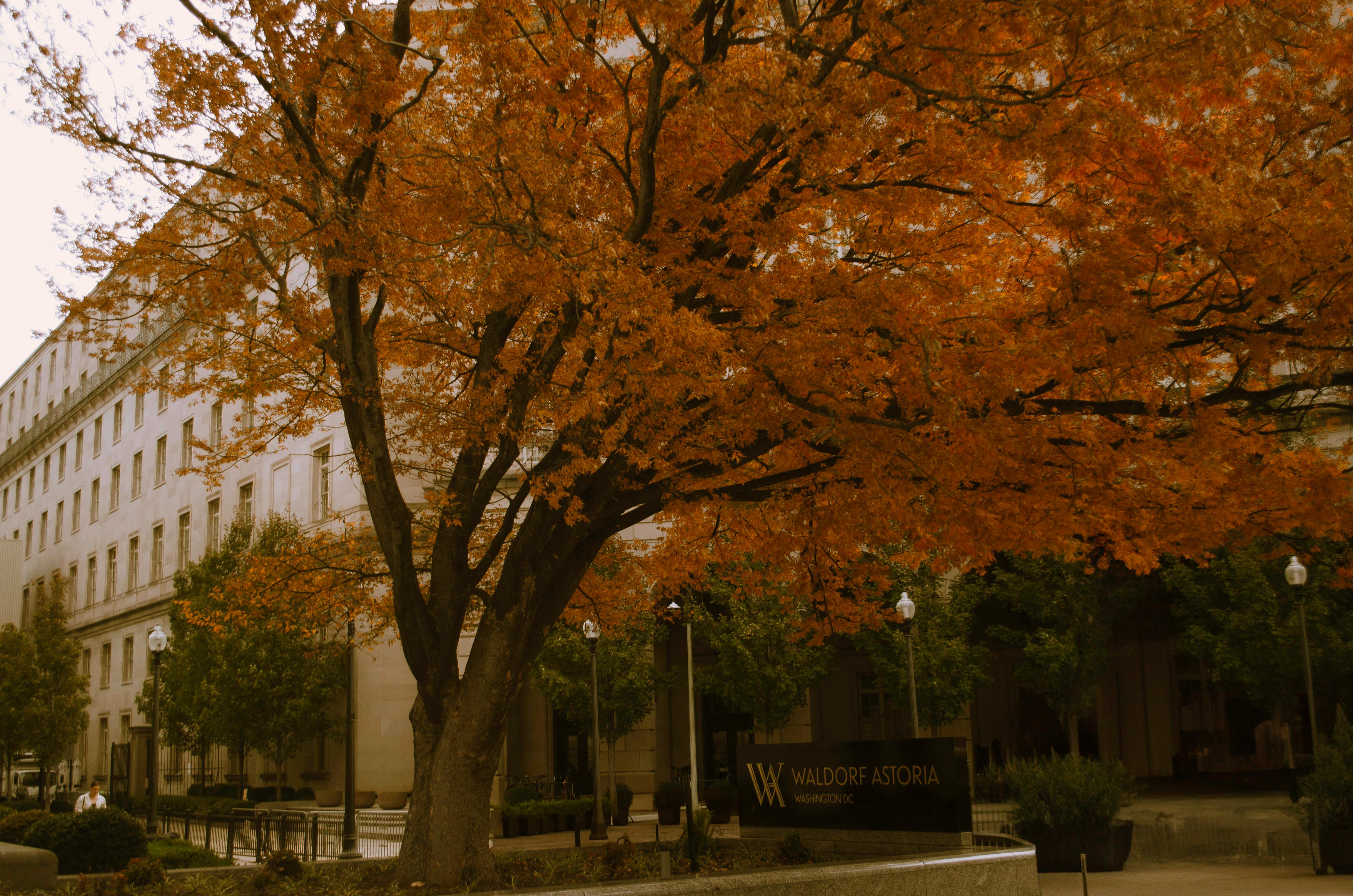 Tree with Fall Leaves Outside of Emory University in Atlanta · Free ...