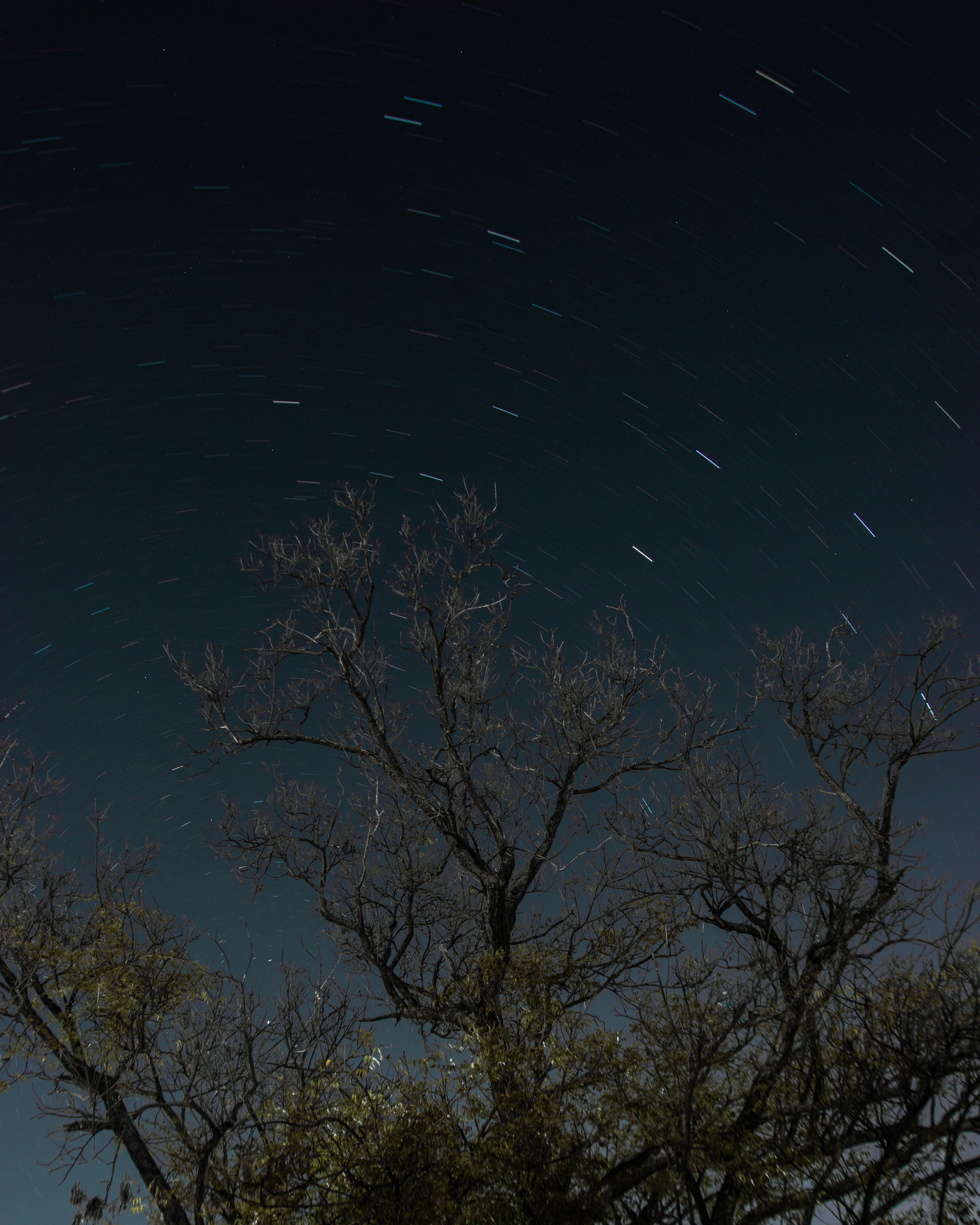 Night Sky with Blurry Stars and a Tree · Free Stock Photo