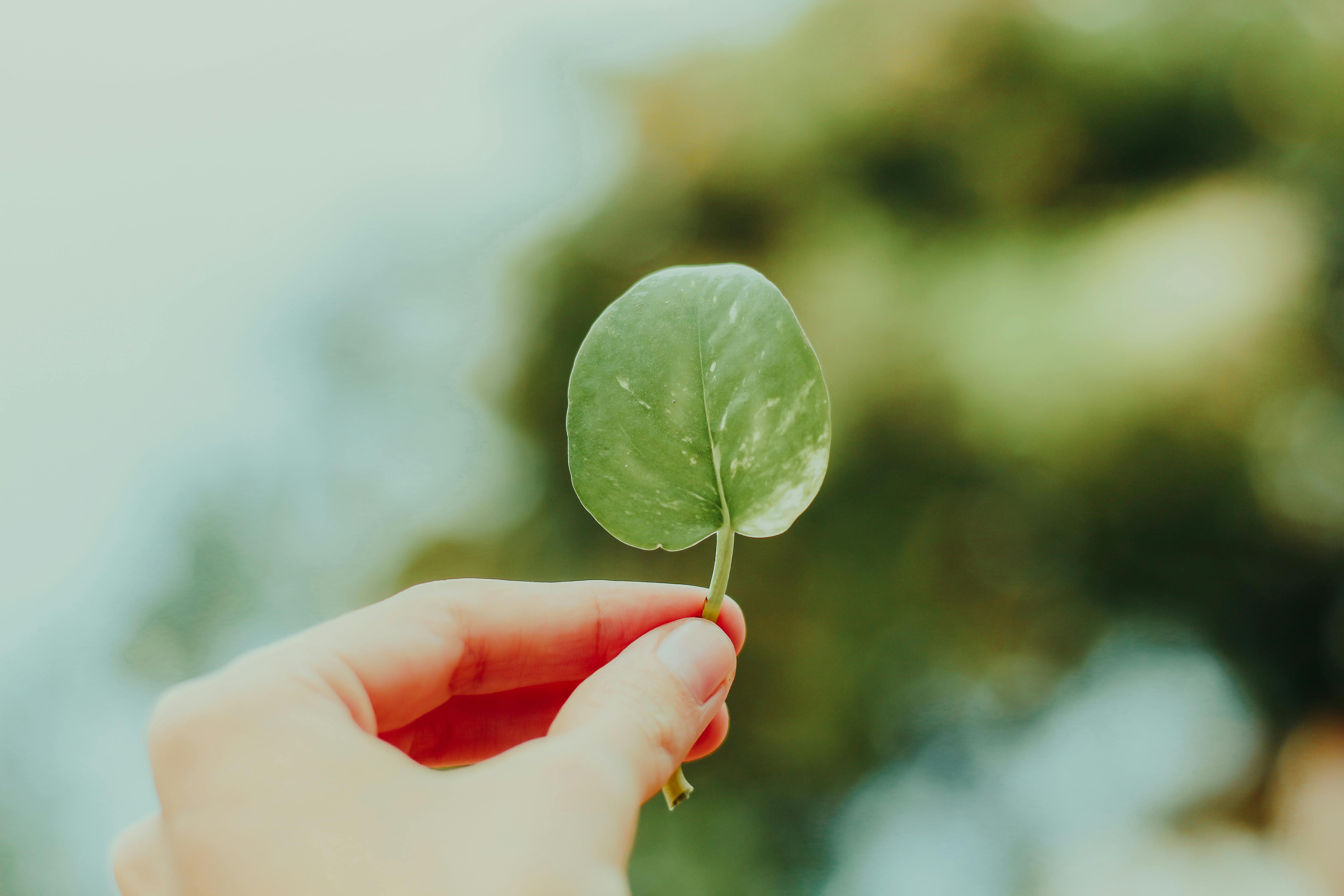 Hand Holding a Leaf · Free Stock Photo