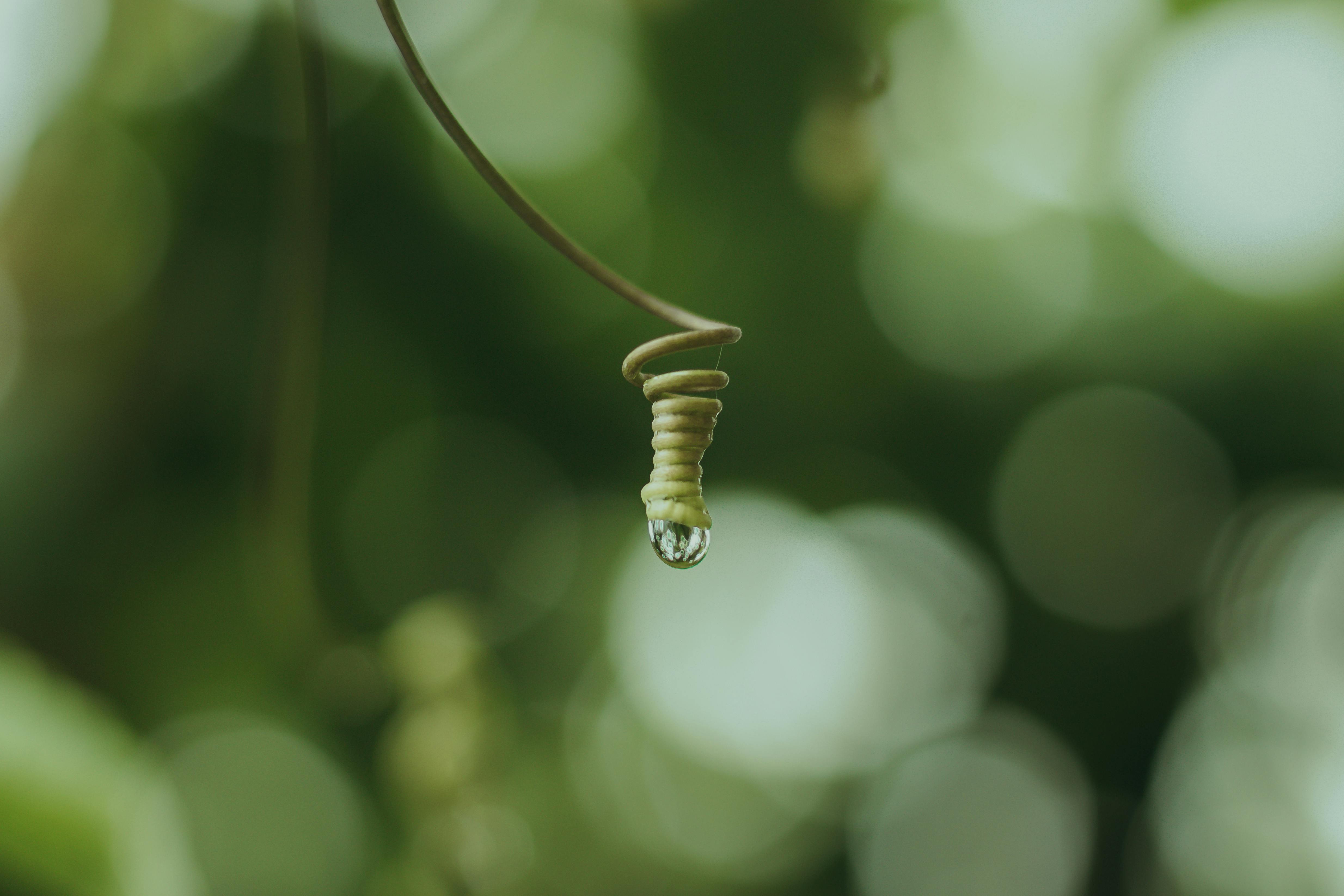 A Small Water Drop on a Plants Leaf · Free Stock Photo