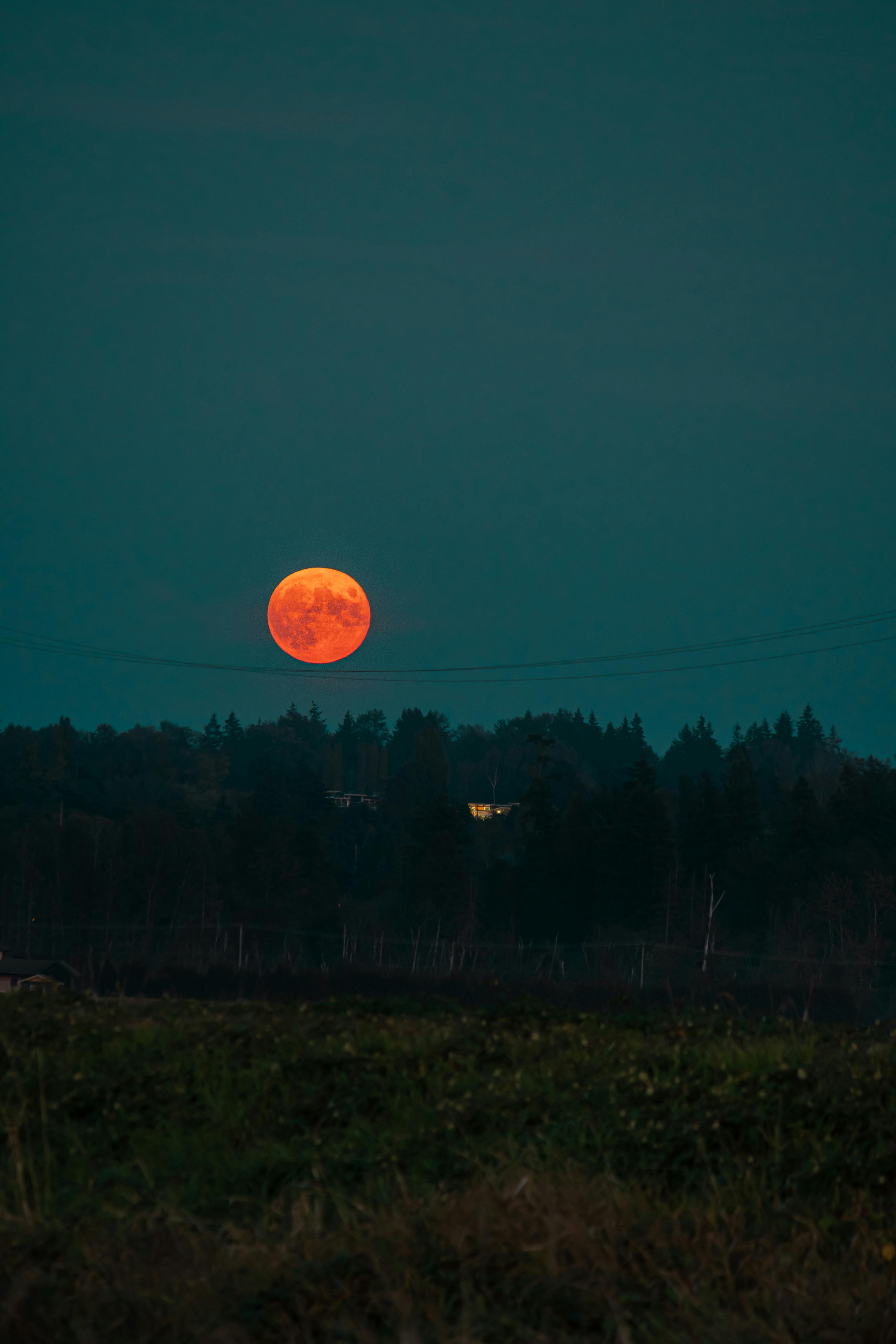 Red Moon Rising over a Forest · Free Stock Photo