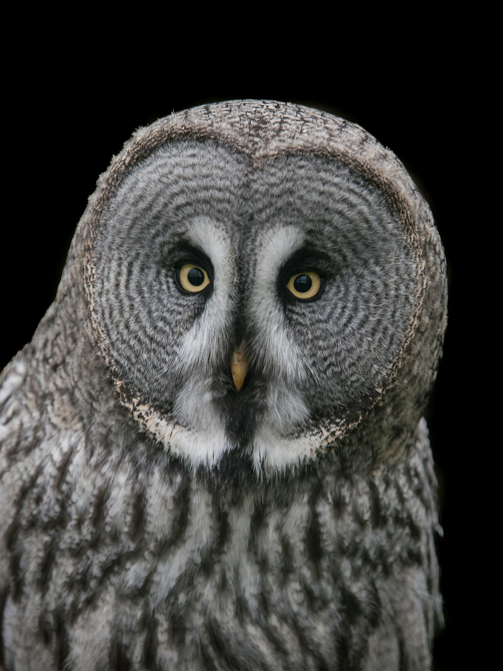 Great Grey Owl Photos, Download The BEST Free Great Grey Owl Stock ...
