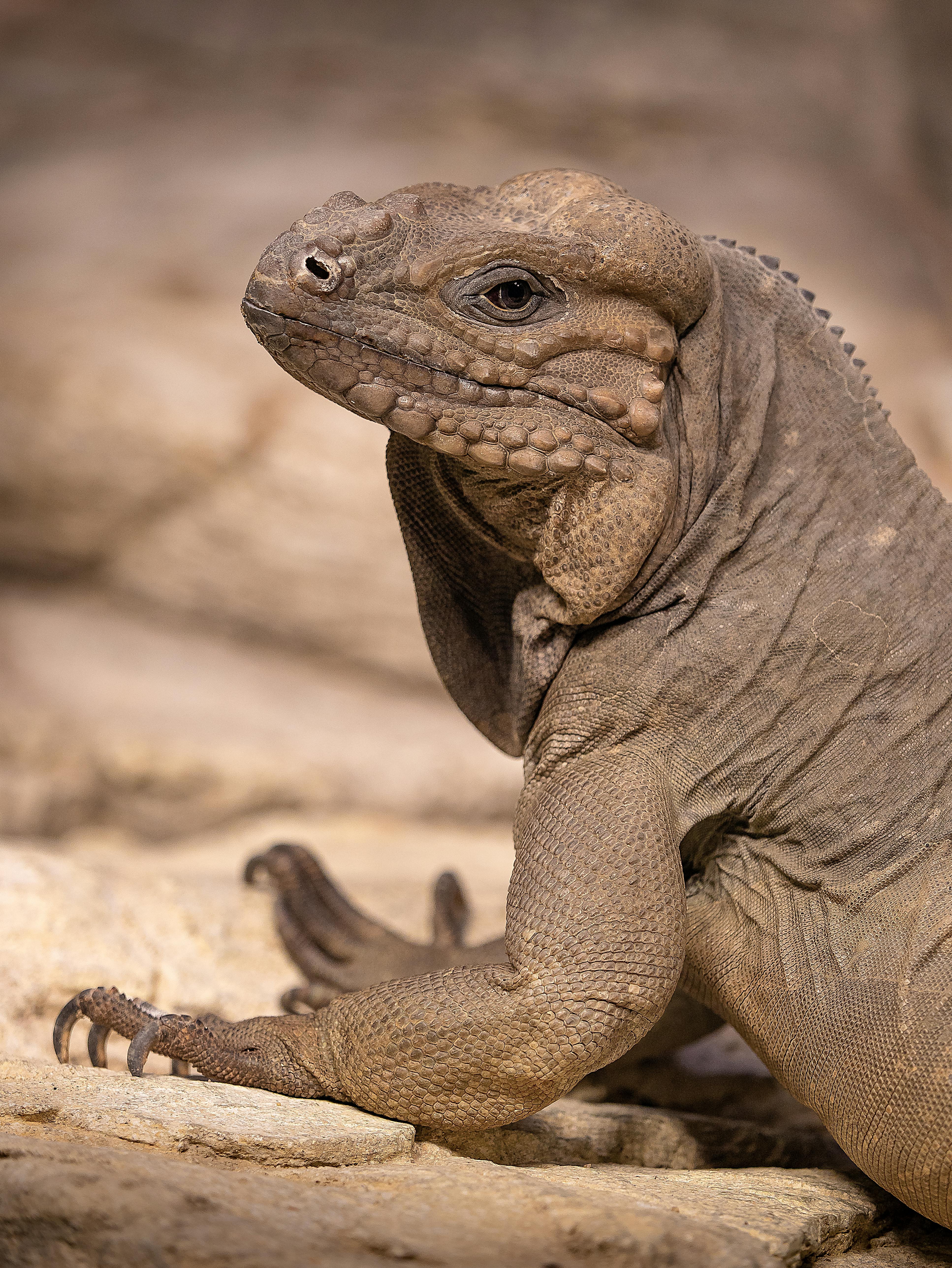 Mona Ground Iguana in Close-up View · Free Stock Photo