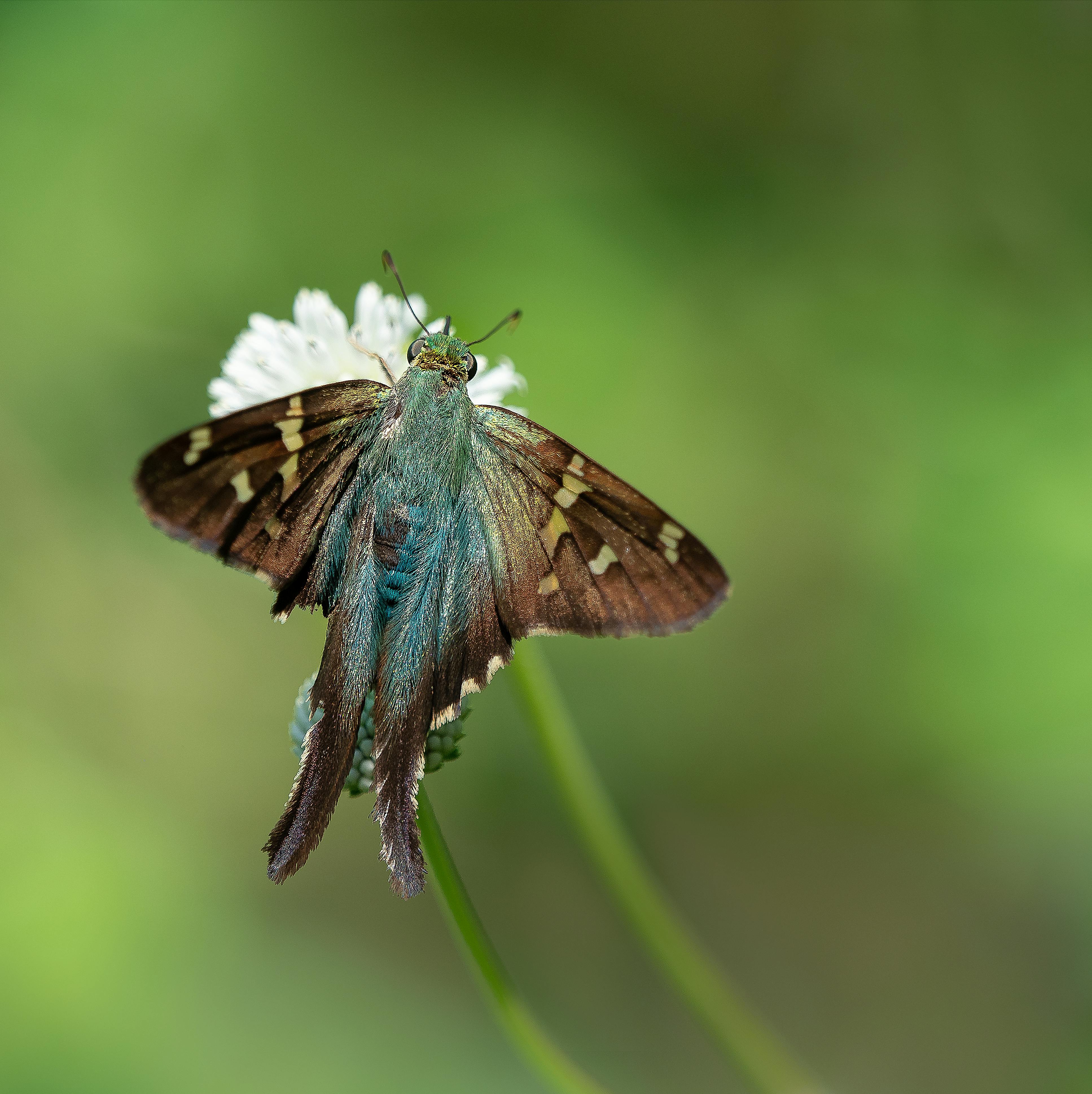 Bermuda Longtail Photos, Download The BEST Free Bermuda Longtail Stock ...