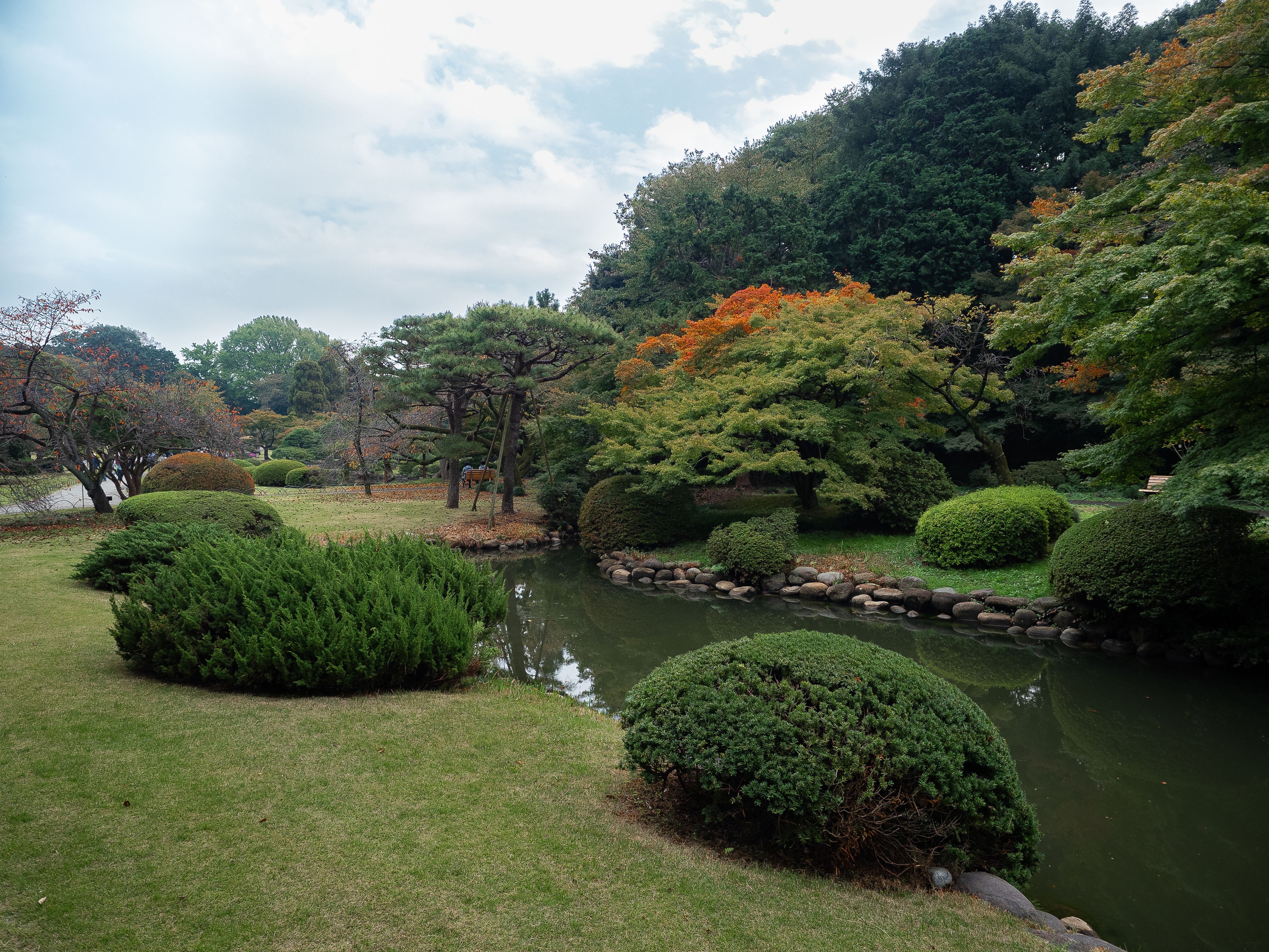 Green Trees around Pond in Park · Free Stock Photo