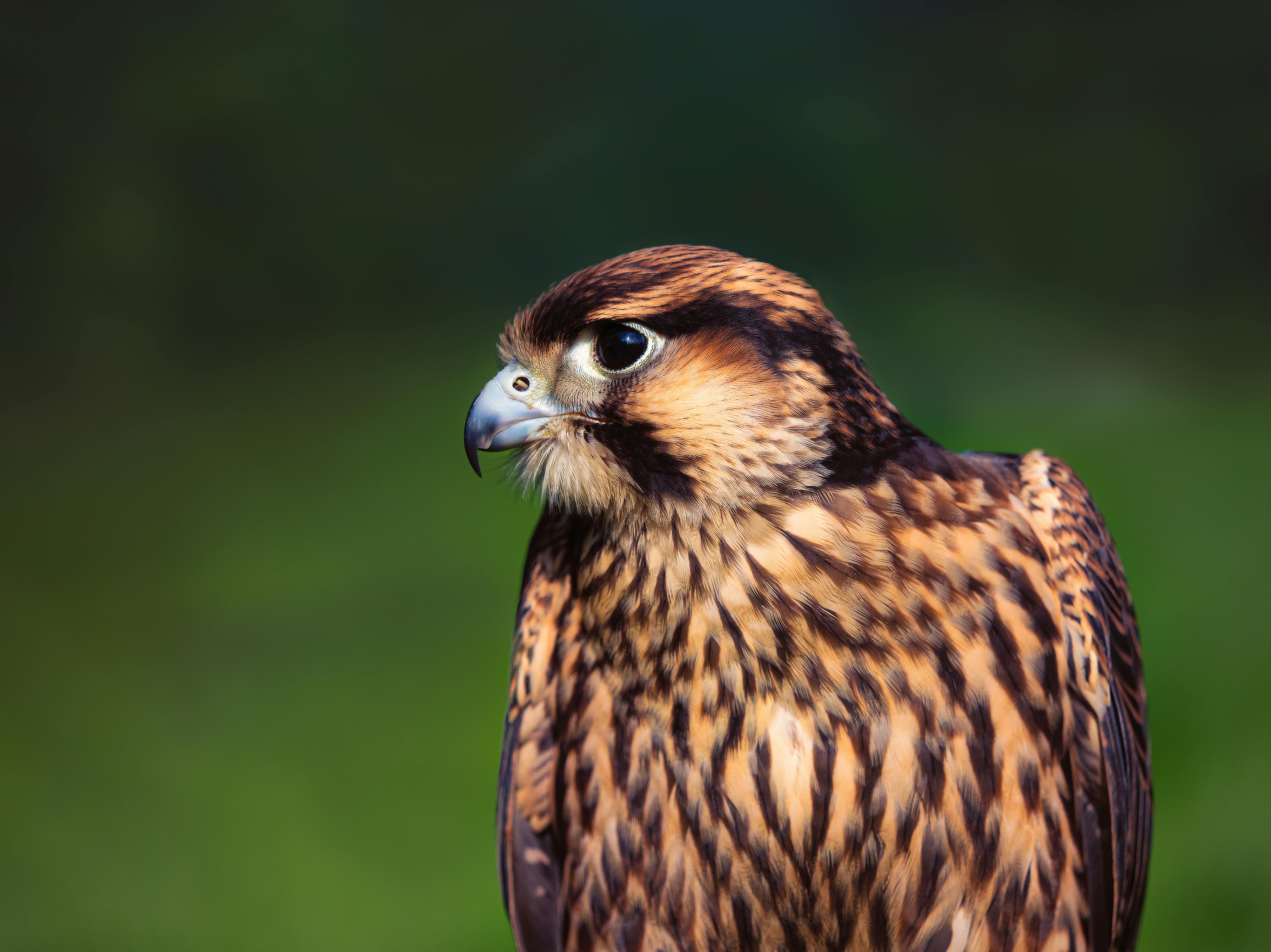 Hawk Facing to the Side · Free Stock Photo