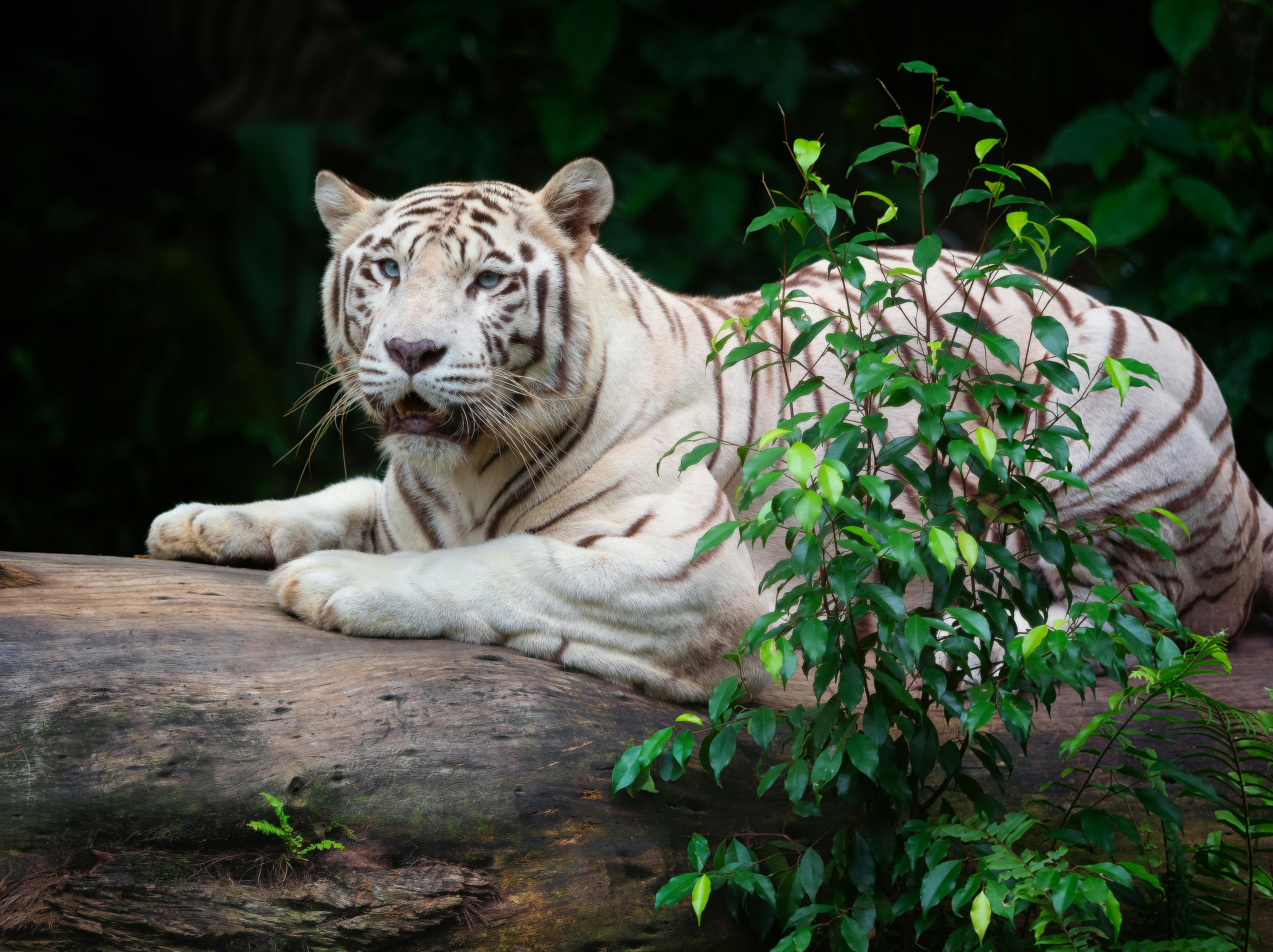 A White Tiger Lying on a Tree Log · Free Stock Photo