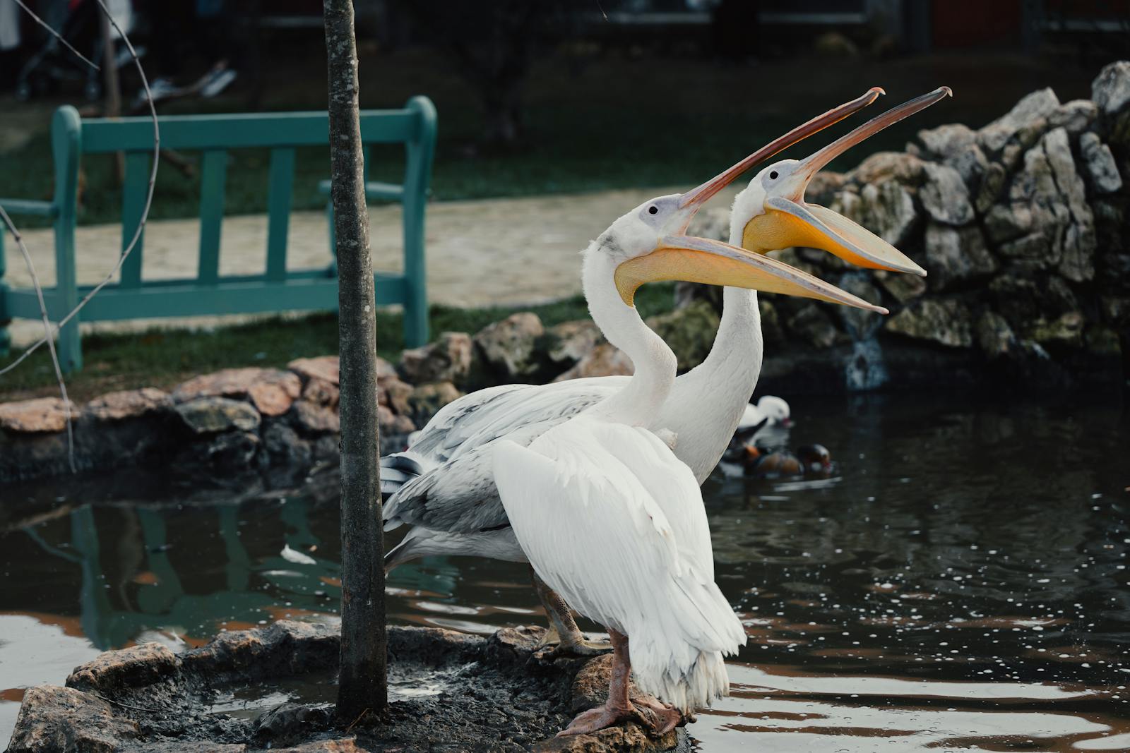 Open Beaks Photos, Download The BEST Free Open Beaks Stock Photos & HD ...