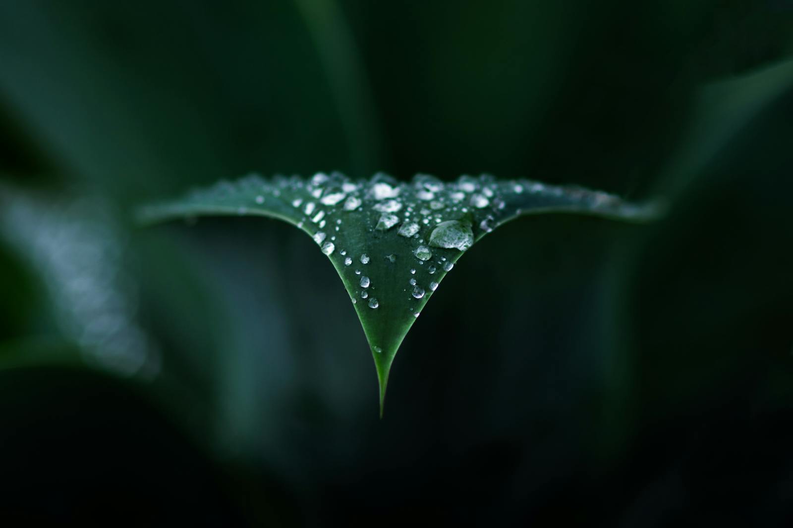 Background Effects Photos, Download The BEST Free Background Effects ...