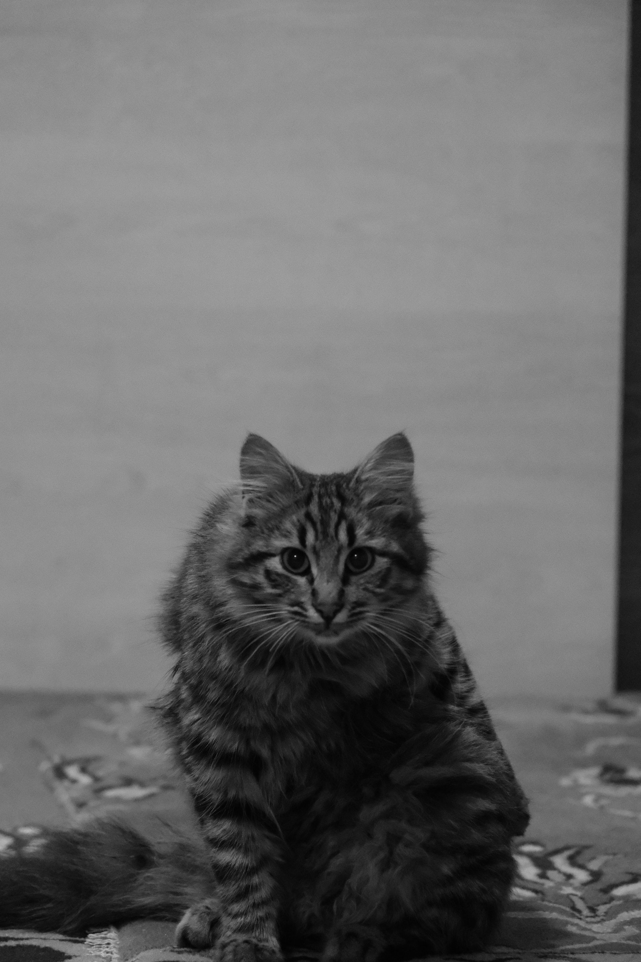 Cats Playing Around Photos, Download The BEST Free Cats Playing Around ...