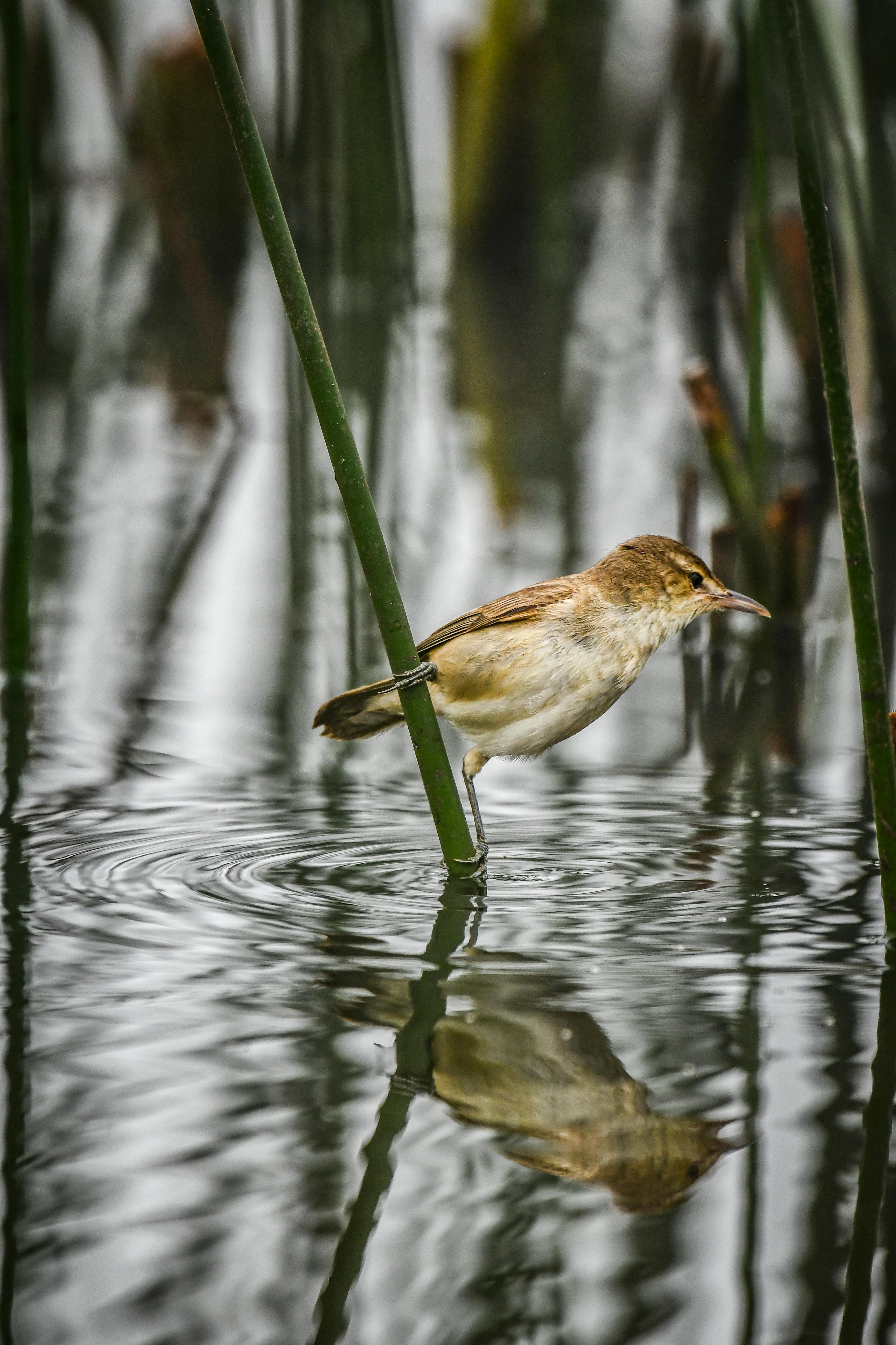 Warbler Bird in Water · Free Stock Photo