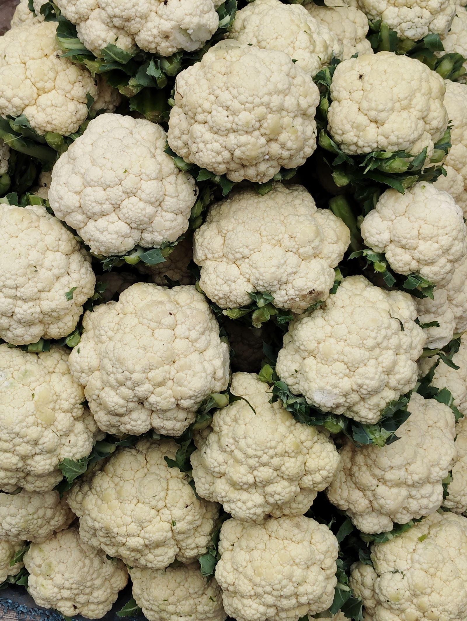 Cauliflowers Photos, Download The BEST Free Cauliflowers Stock Photos ...