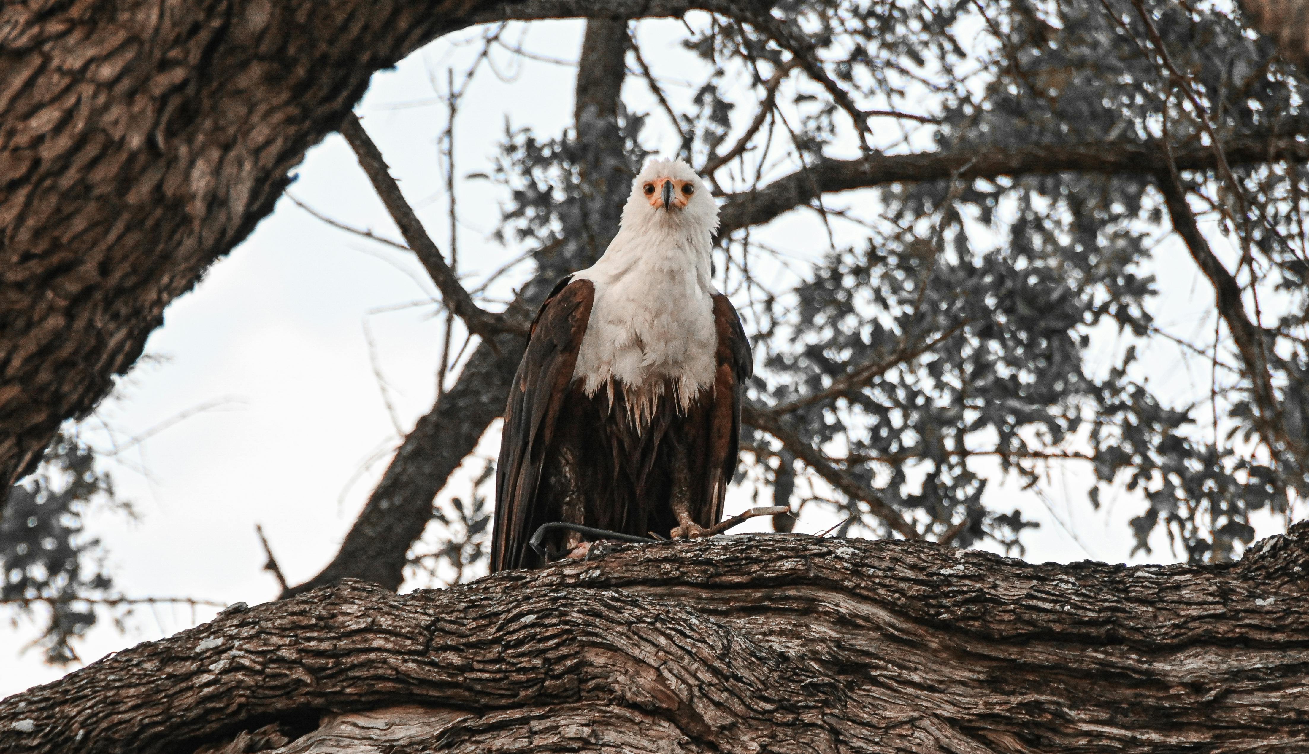 An Eagle Perched on the Stem of a Tree while Spreading it's Wings ...