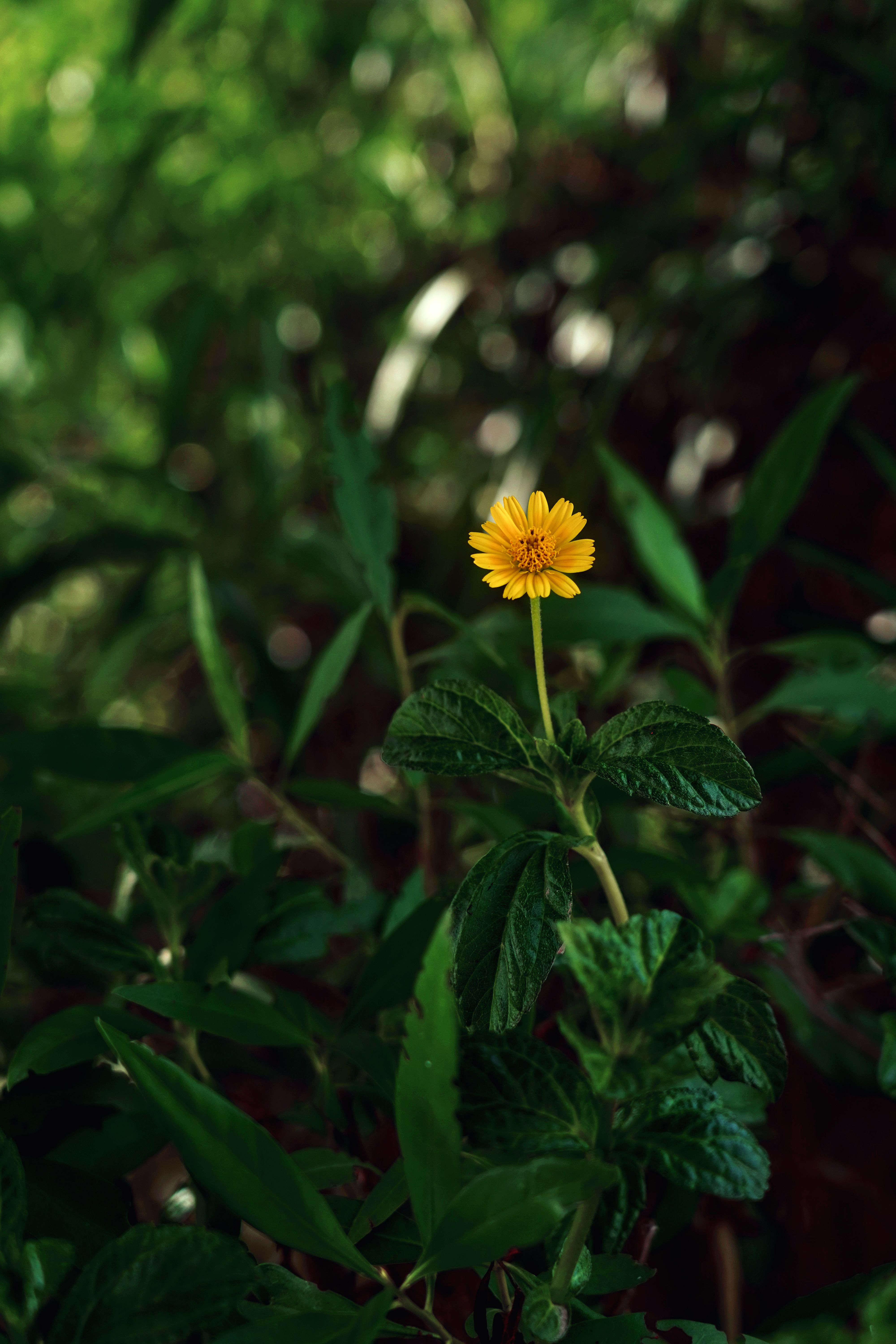 Close-up of a Small Yellow Flower among Green Leaves · Free Stock Photo