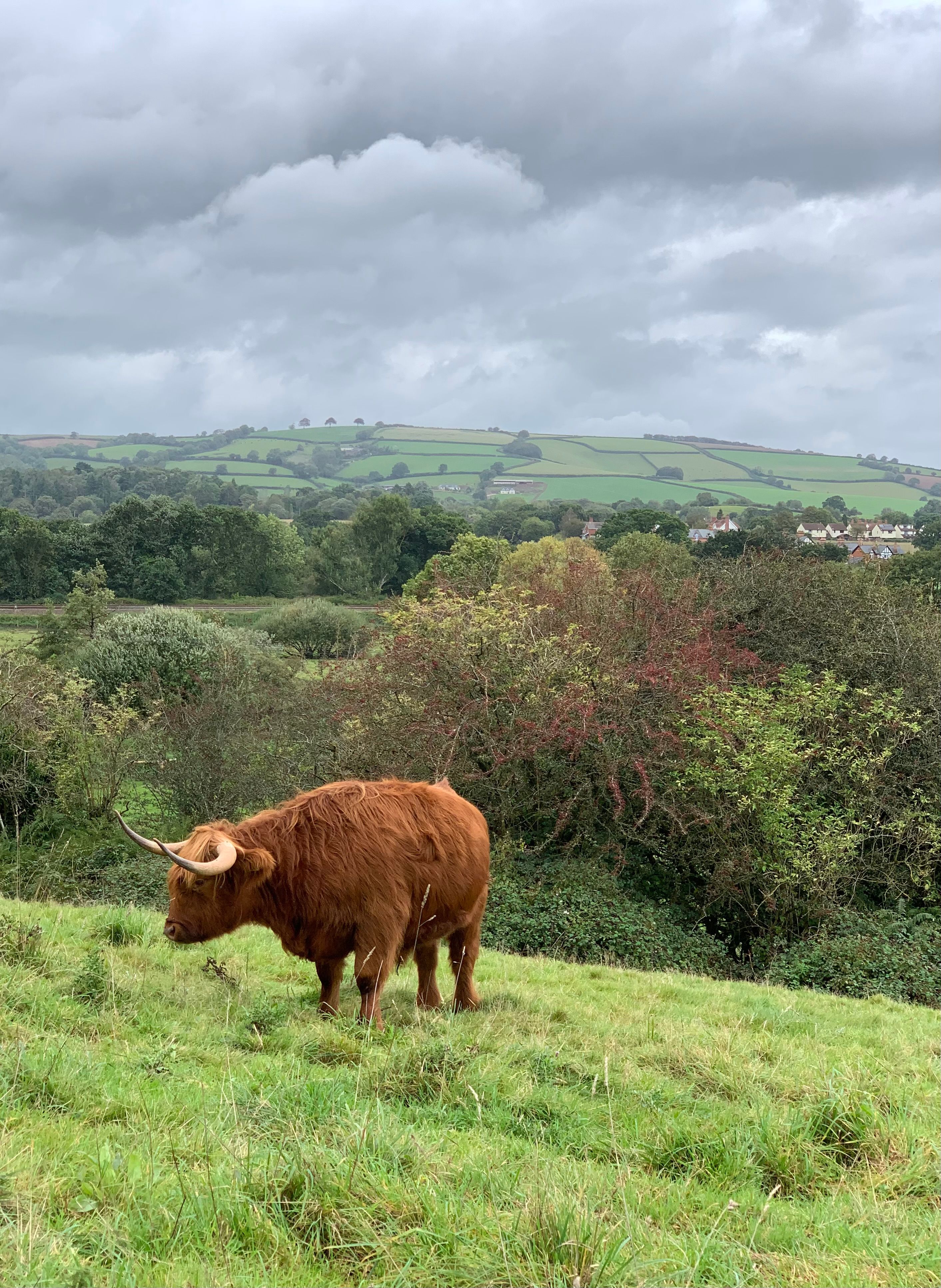 Highland Cow Grazing on a Hill · Free Stock Photo