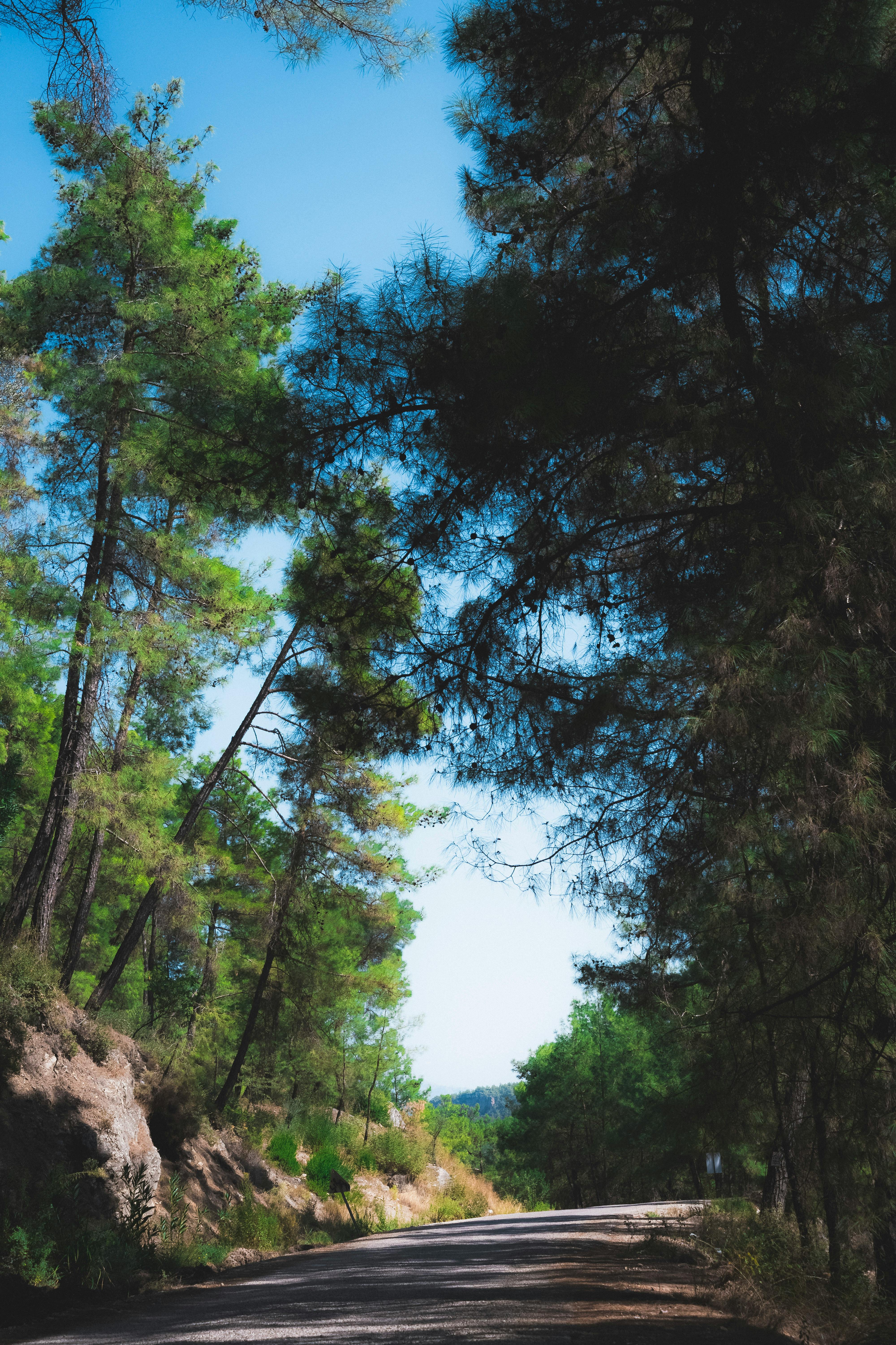 Green Trees over Road in Forest · Free Stock Photo