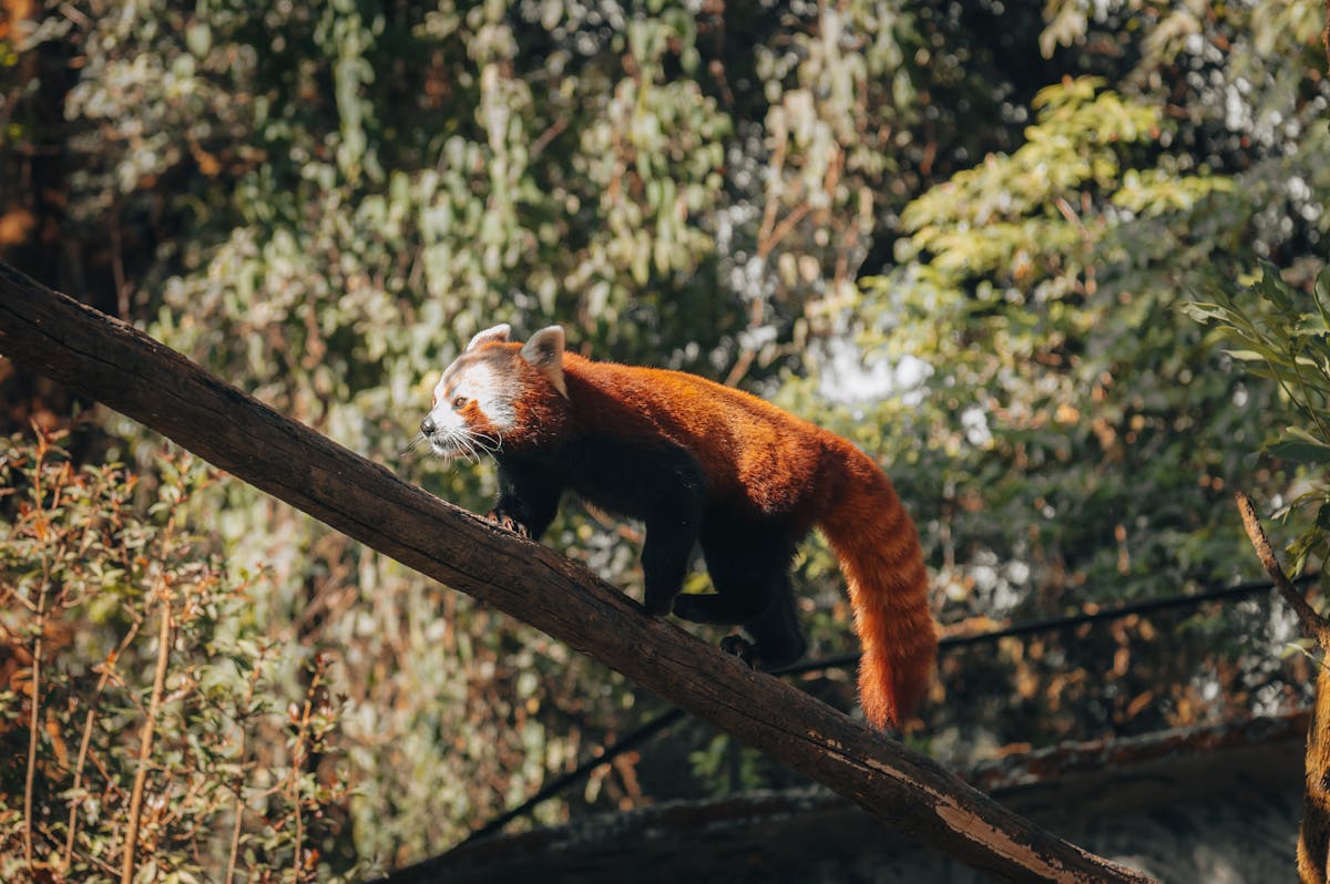 Red Fox Panda Photos, Download The BEST Free Red Fox Panda Stock Photos ...