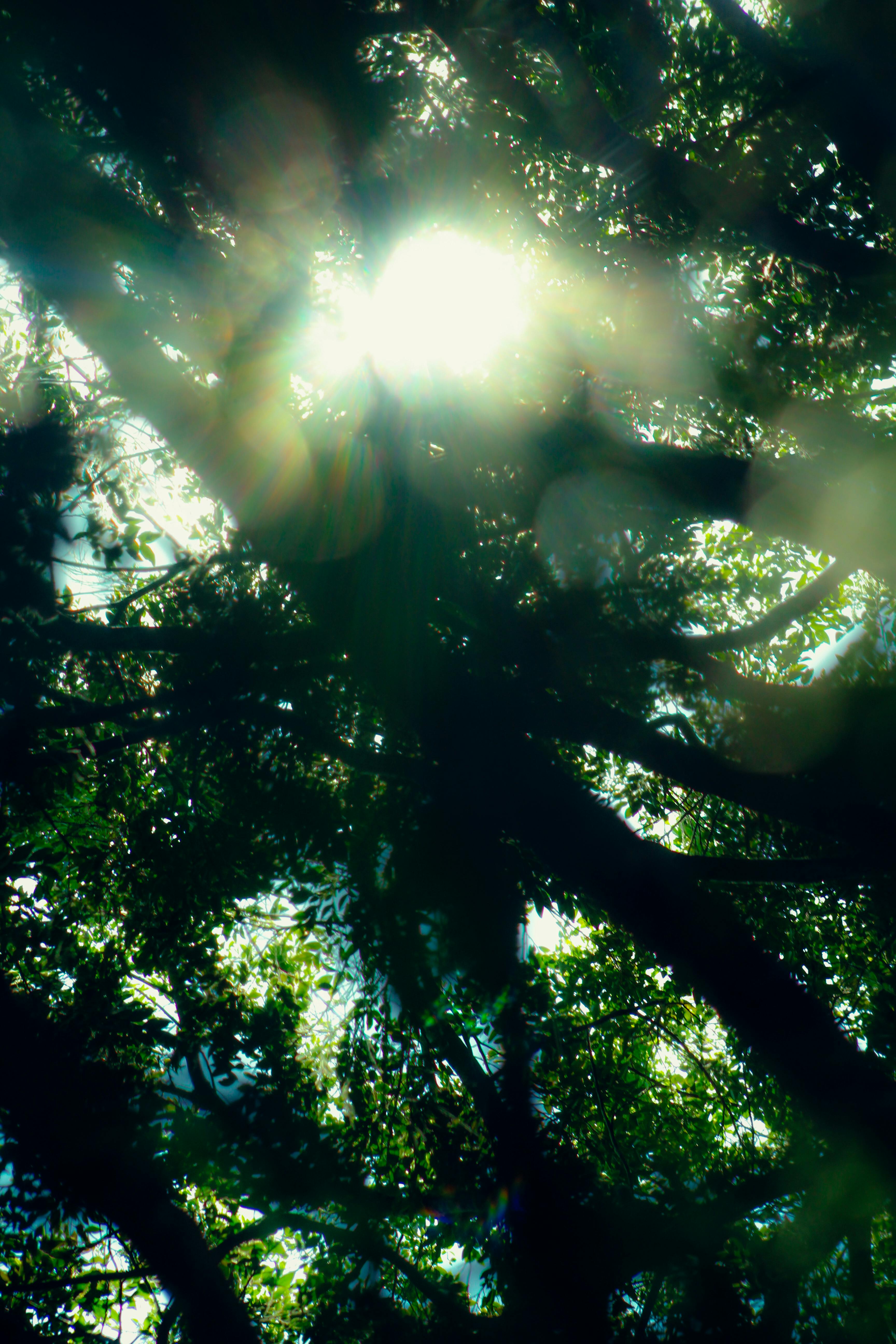 Low Angle Shot of Sun Shining between Tree Branches · Free Stock Photo