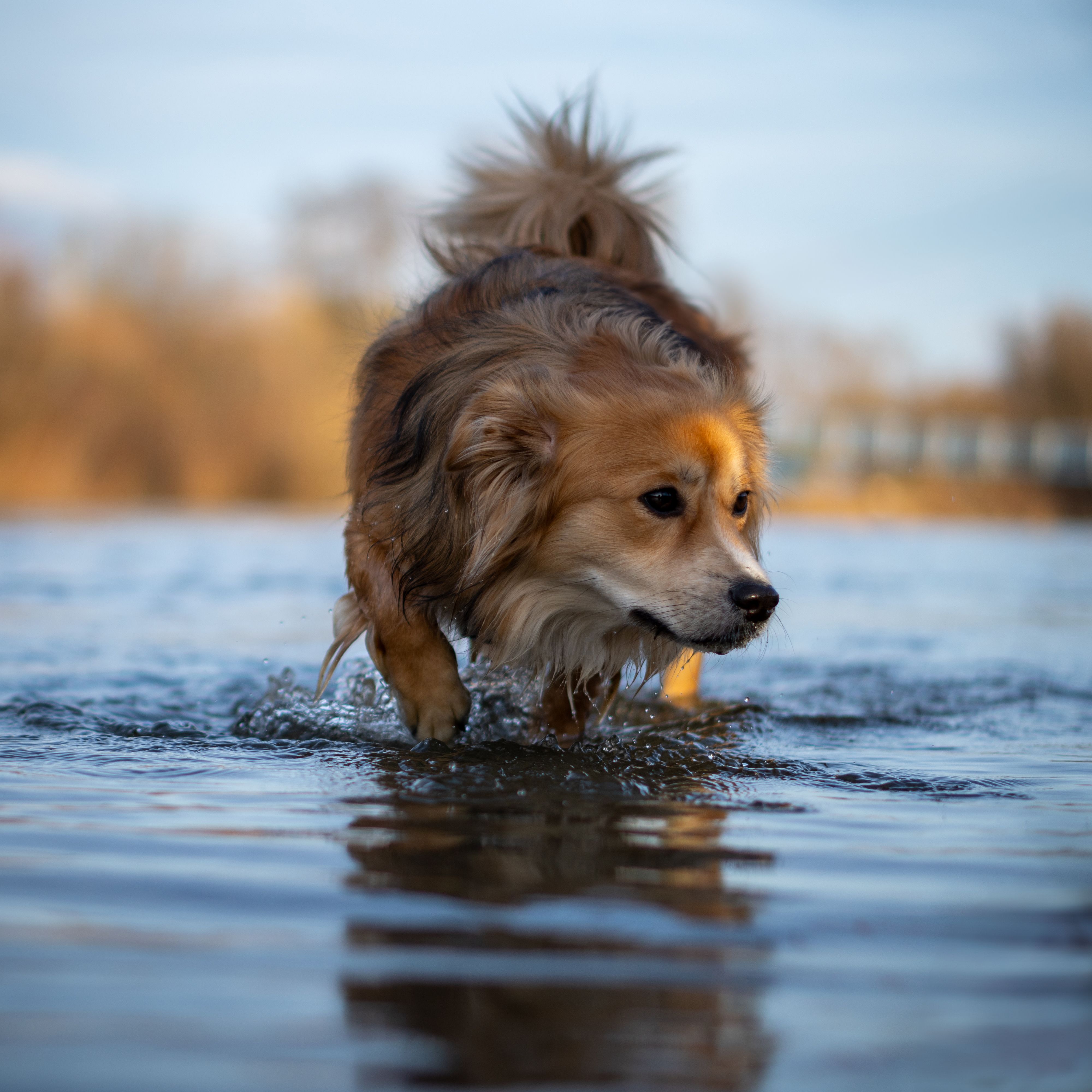 Dog Funny Wallpaper Desktop Photos, Download The BEST Free Dog Funny ...