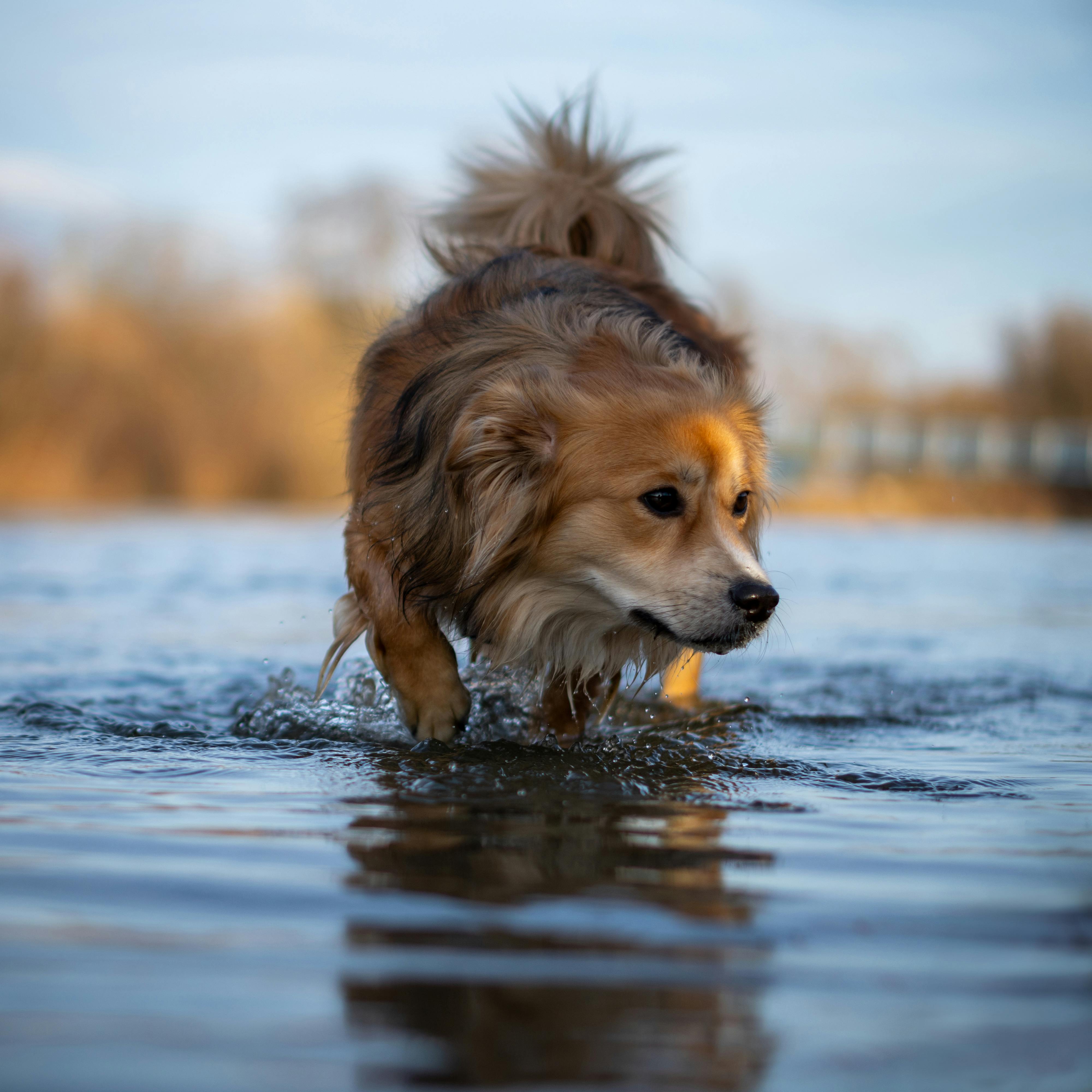 Dog in Water · Free Stock Photo