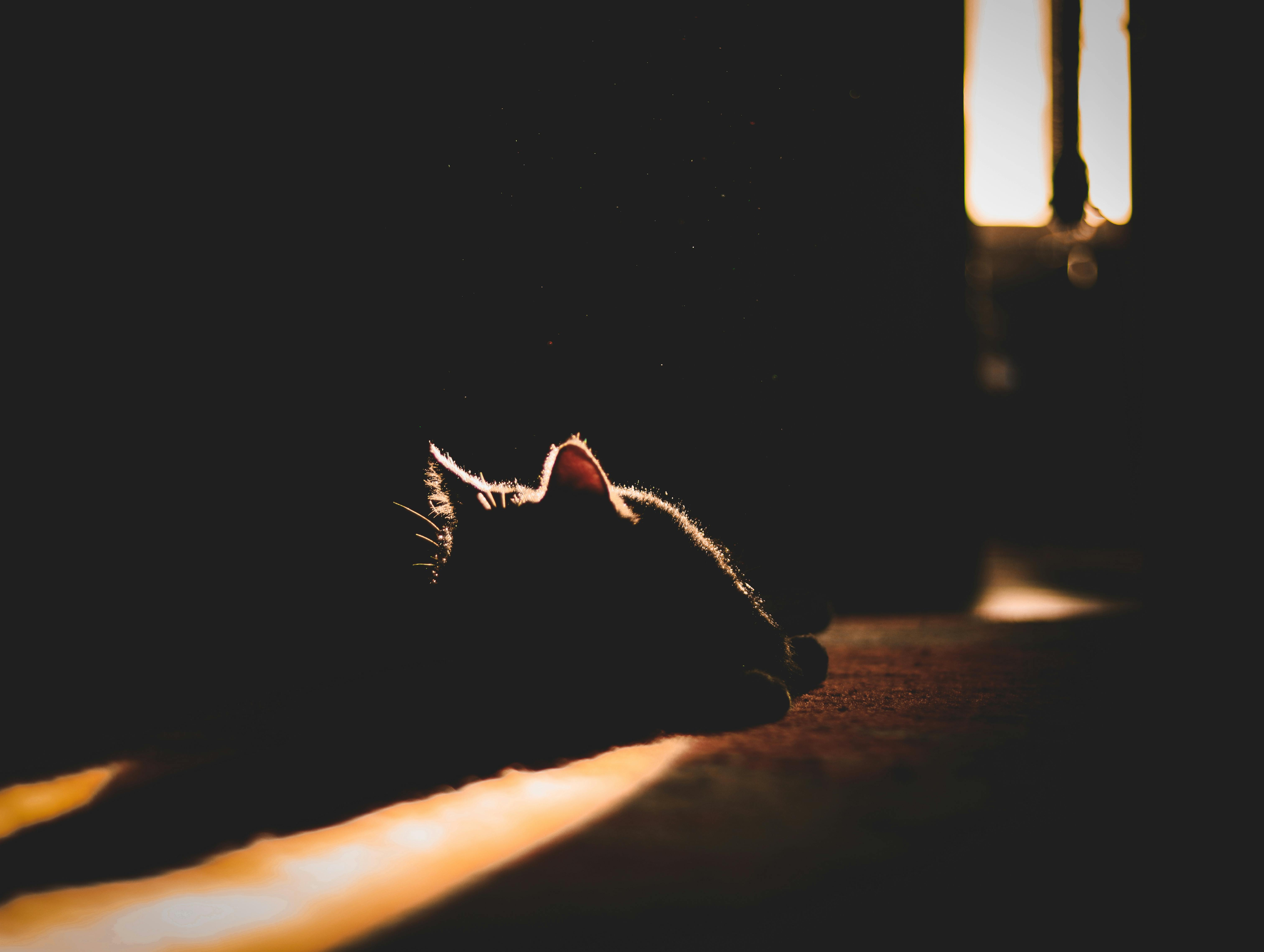 Sunbeams on Cat Lying Down in Shadow · Free Stock Photo