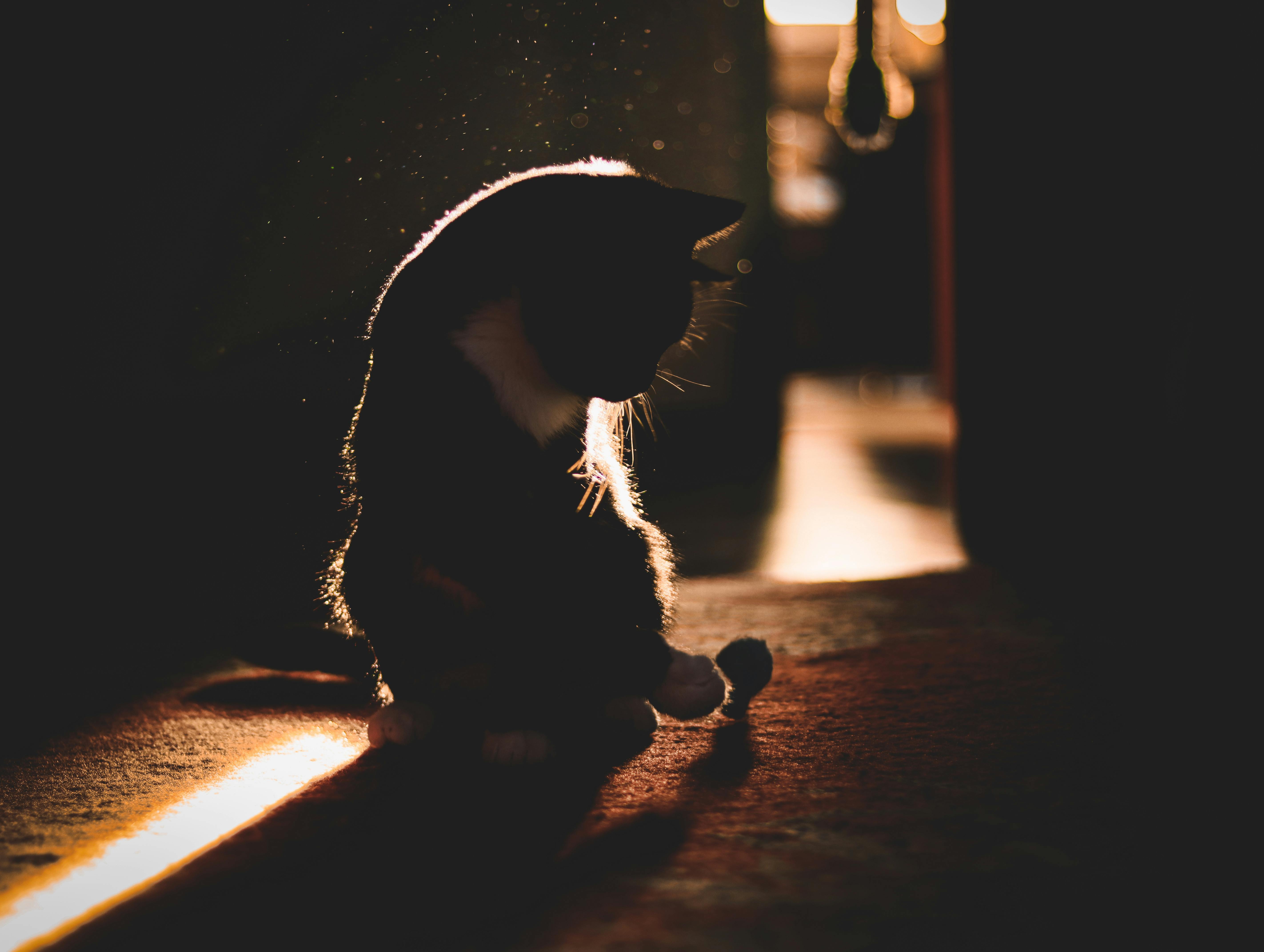 Sunbeams on Cat Sitting in Shadow · Free Stock Photo