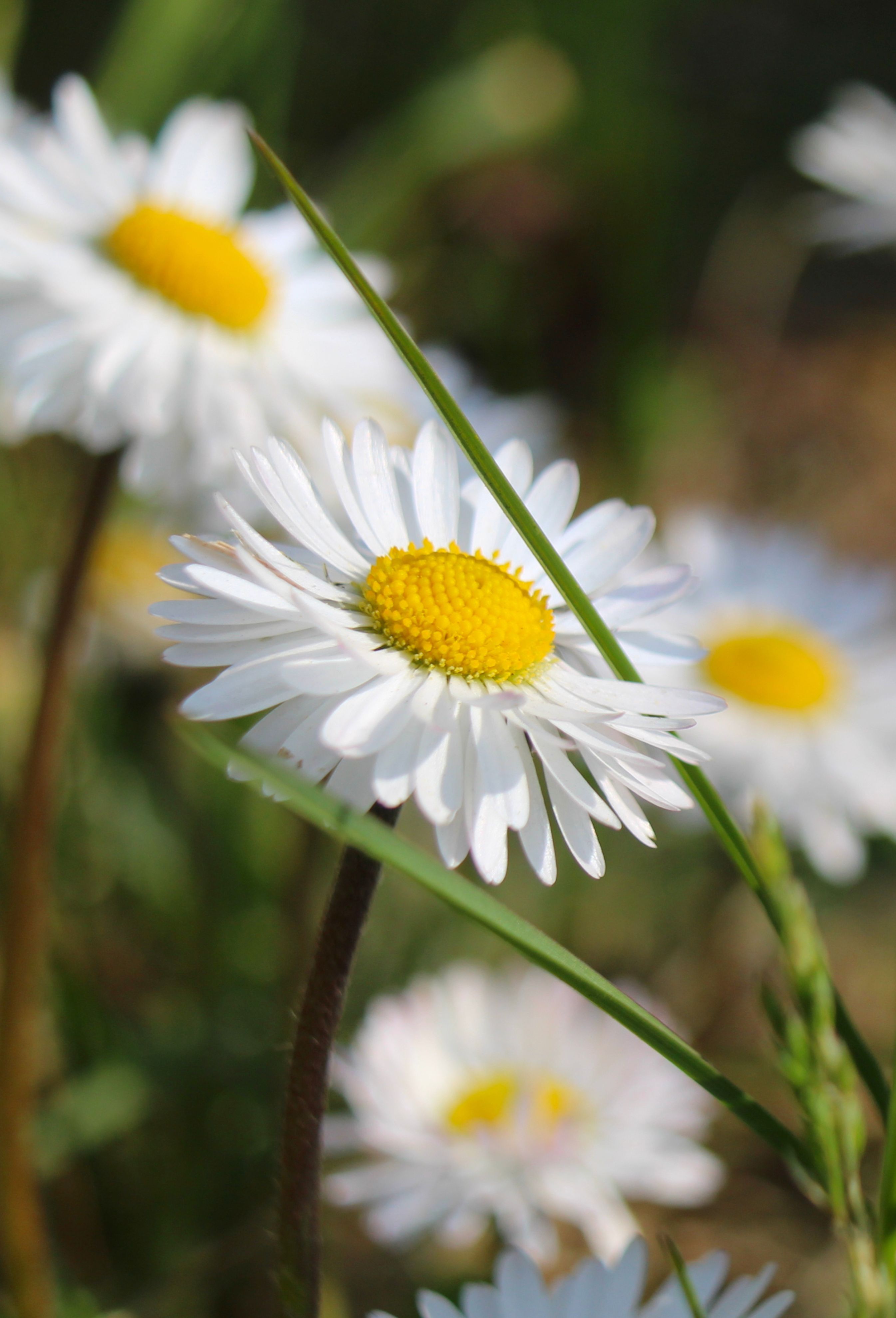 Close up of White Daisy Flowers · Free Stock Photo