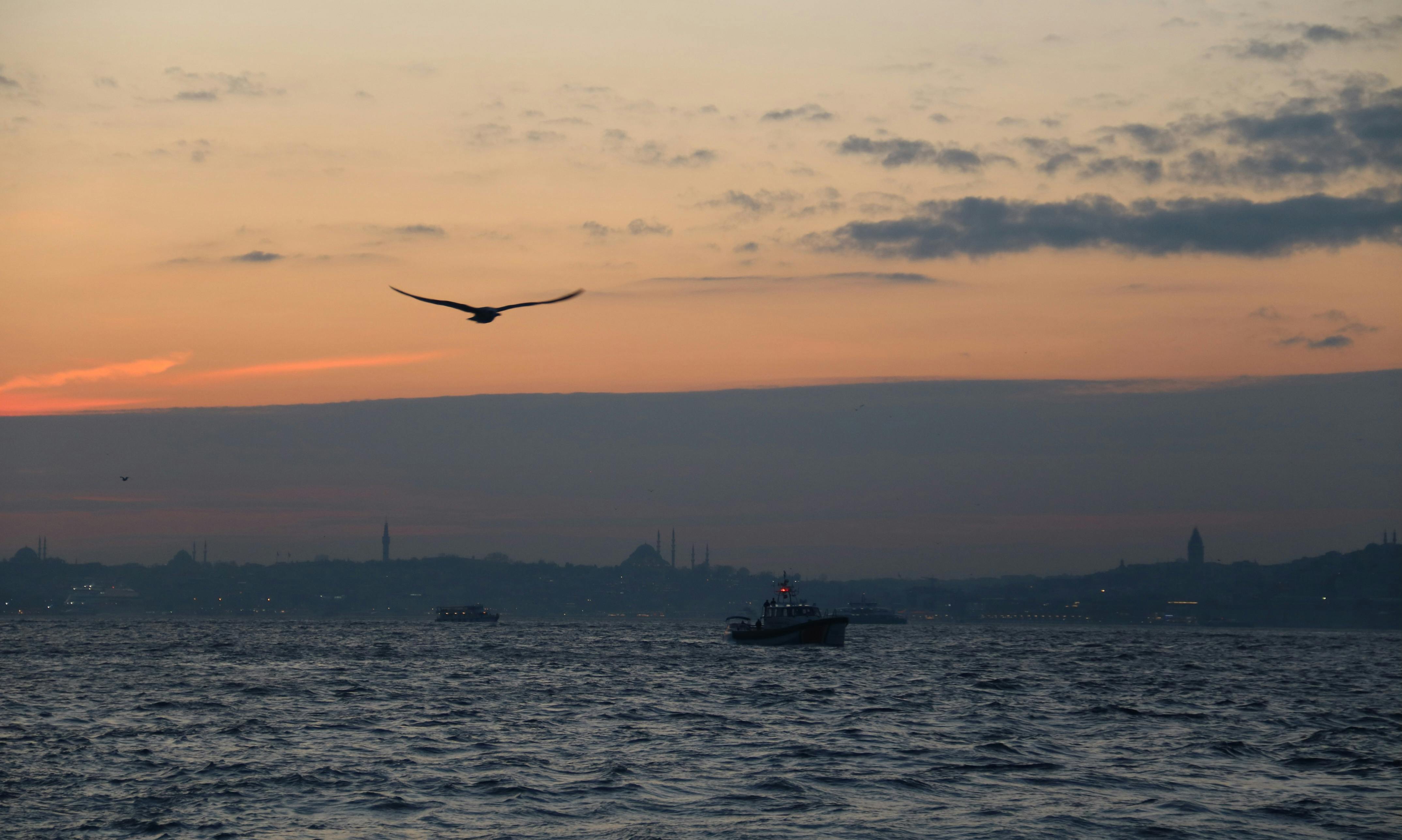 Seagull Flying on Sea Coast of Istanbul at Sunset · Free Stock Photo
